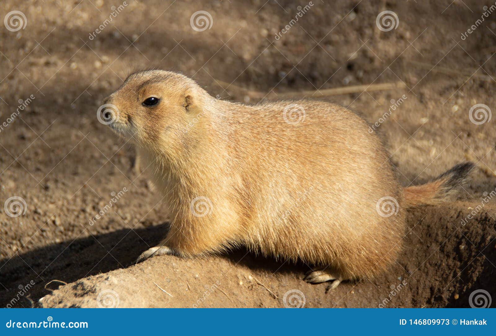 Portret Van Prairiehond Van Profiel Stock Afbeelding - Image of prairie ...