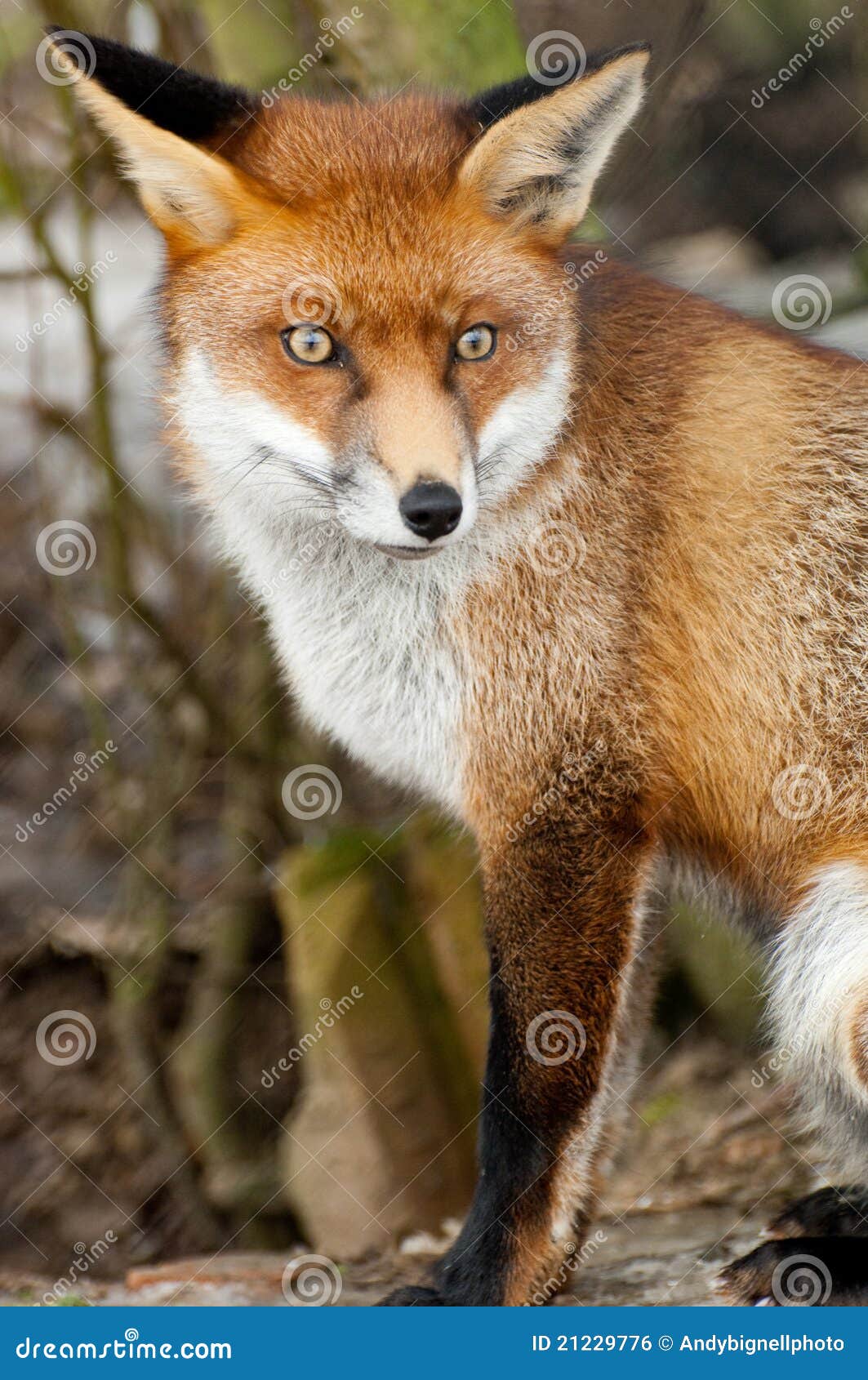 Portret van Rode Vos stock foto. Image of hond, bakkebaarden - 21229776