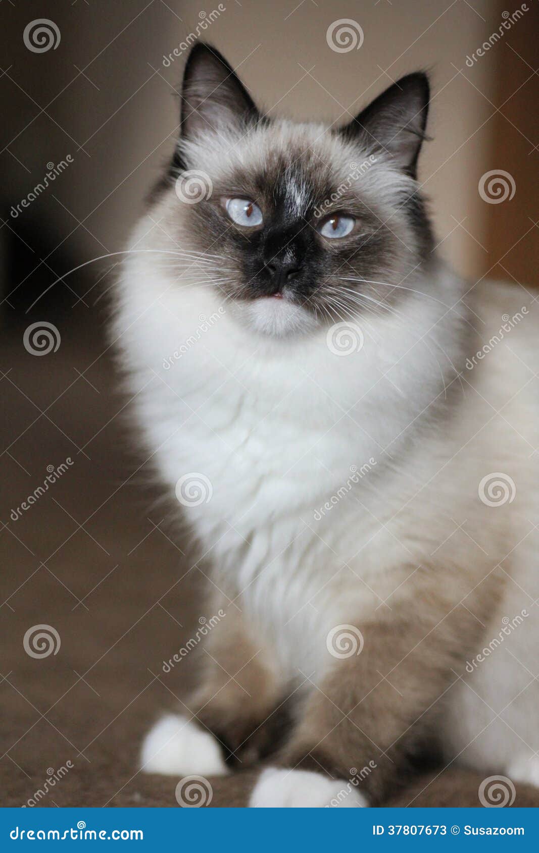 Portret Van Siberische Raskat Met Blauwe Ogen Stock Afbeelding - Image ...