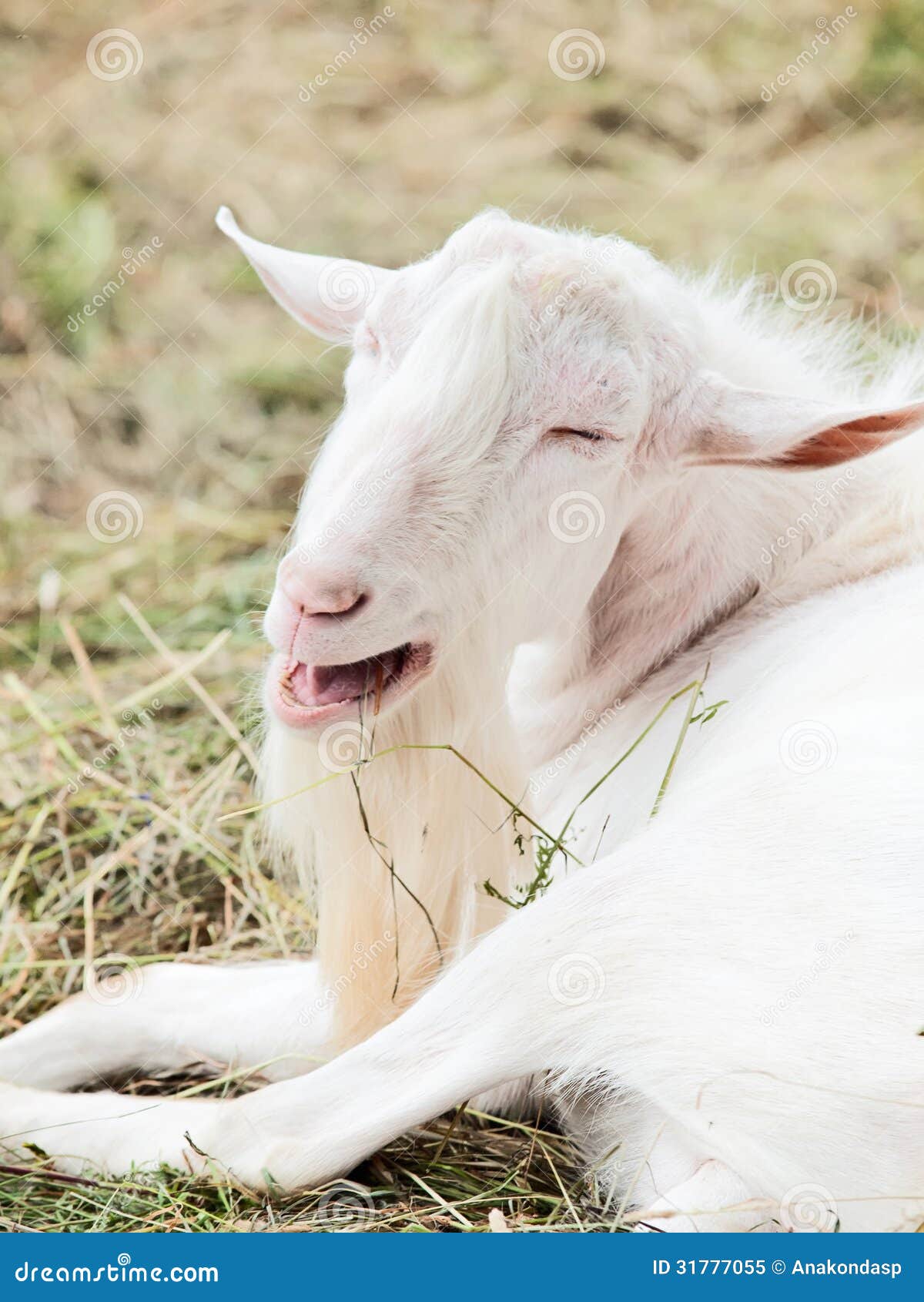 Portret Van Witte Geit Tegen Hooi Stock Afbeelding - Image of ...