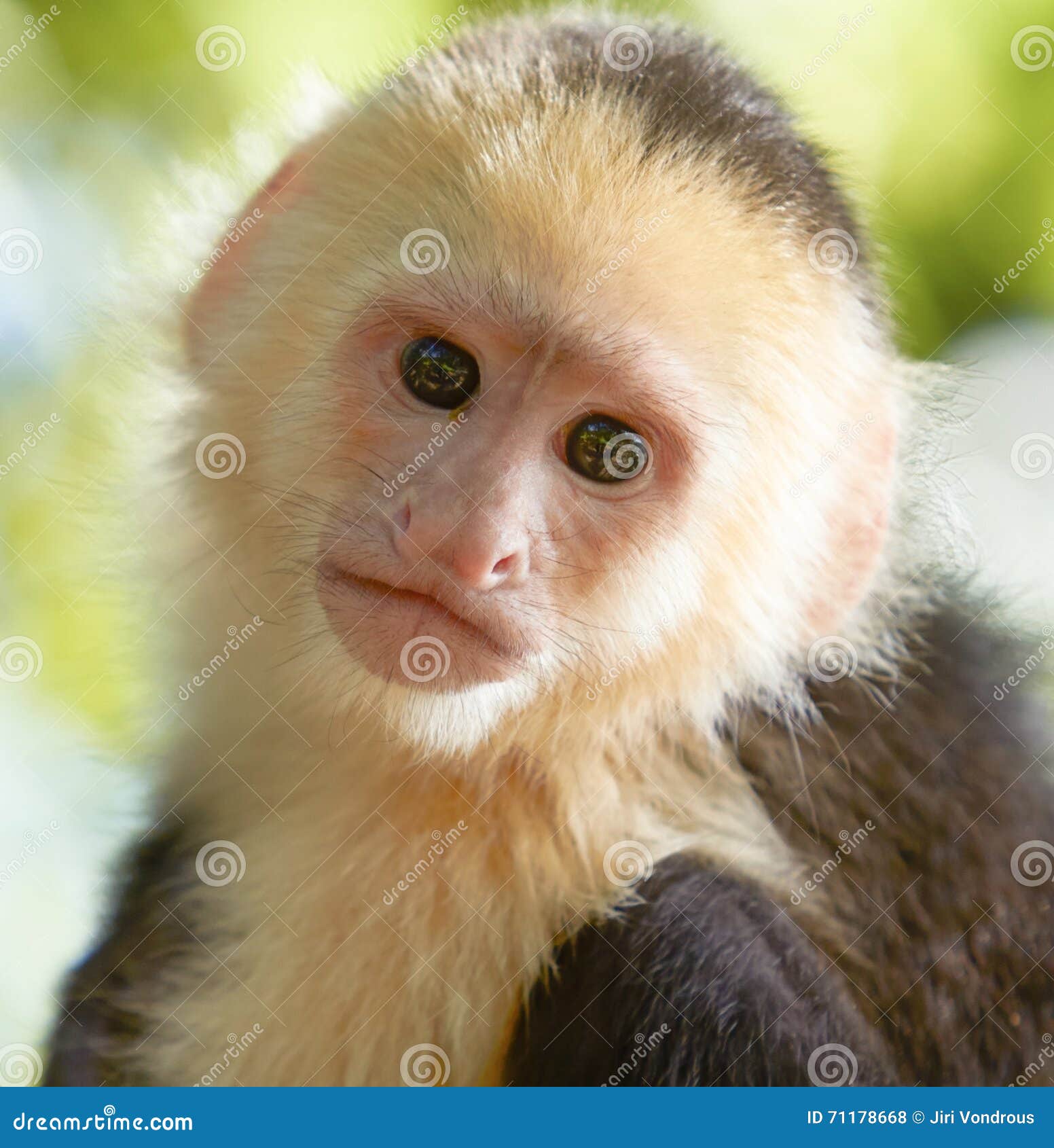 Portret Van Witte Geleide Capuchin Aap Stock Foto - Image of portret, nieuwsgierig: 71178668