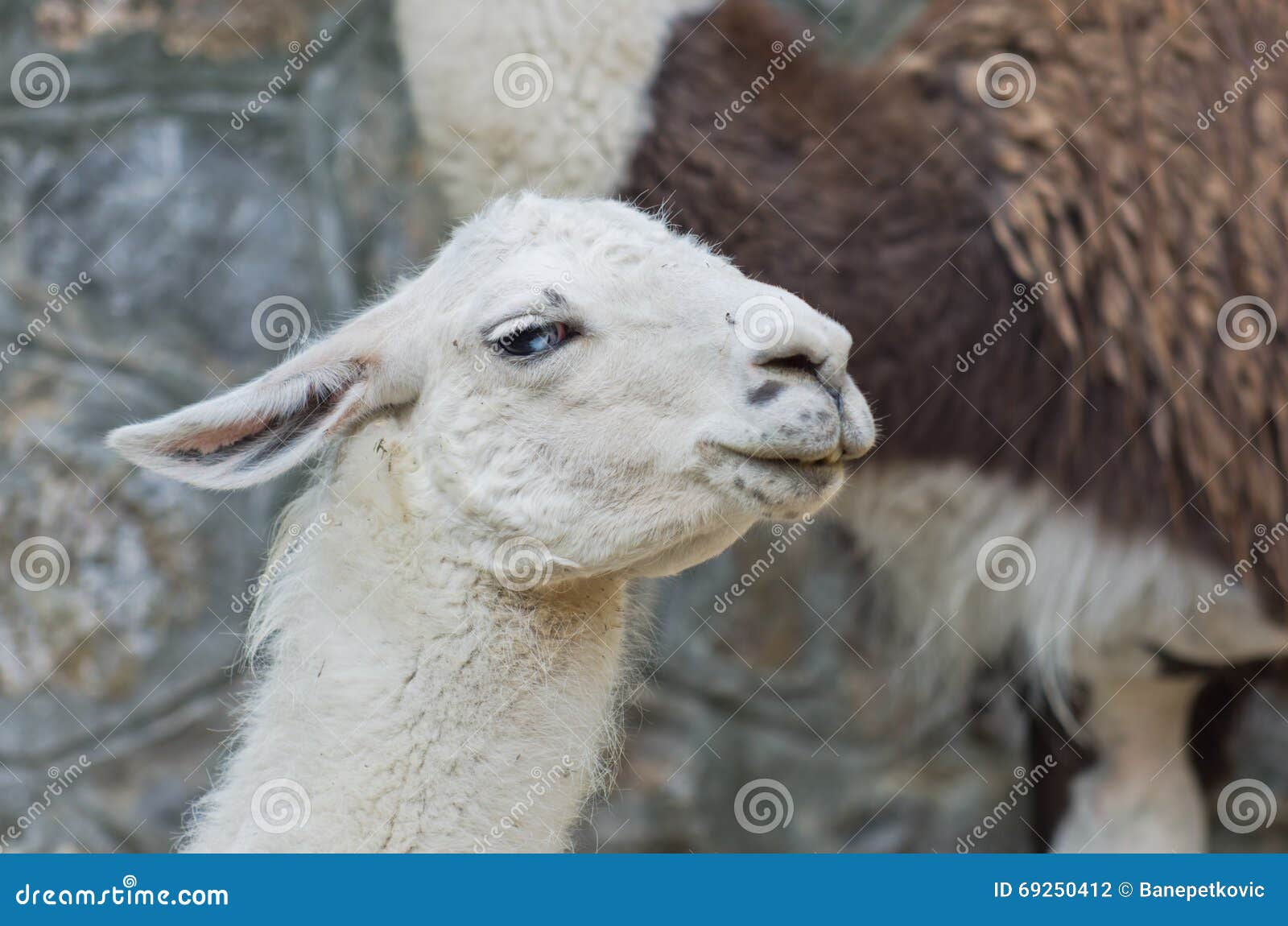 Portret Van Witte Lama Van Zuid-Amerika Stock Foto - Image of ...