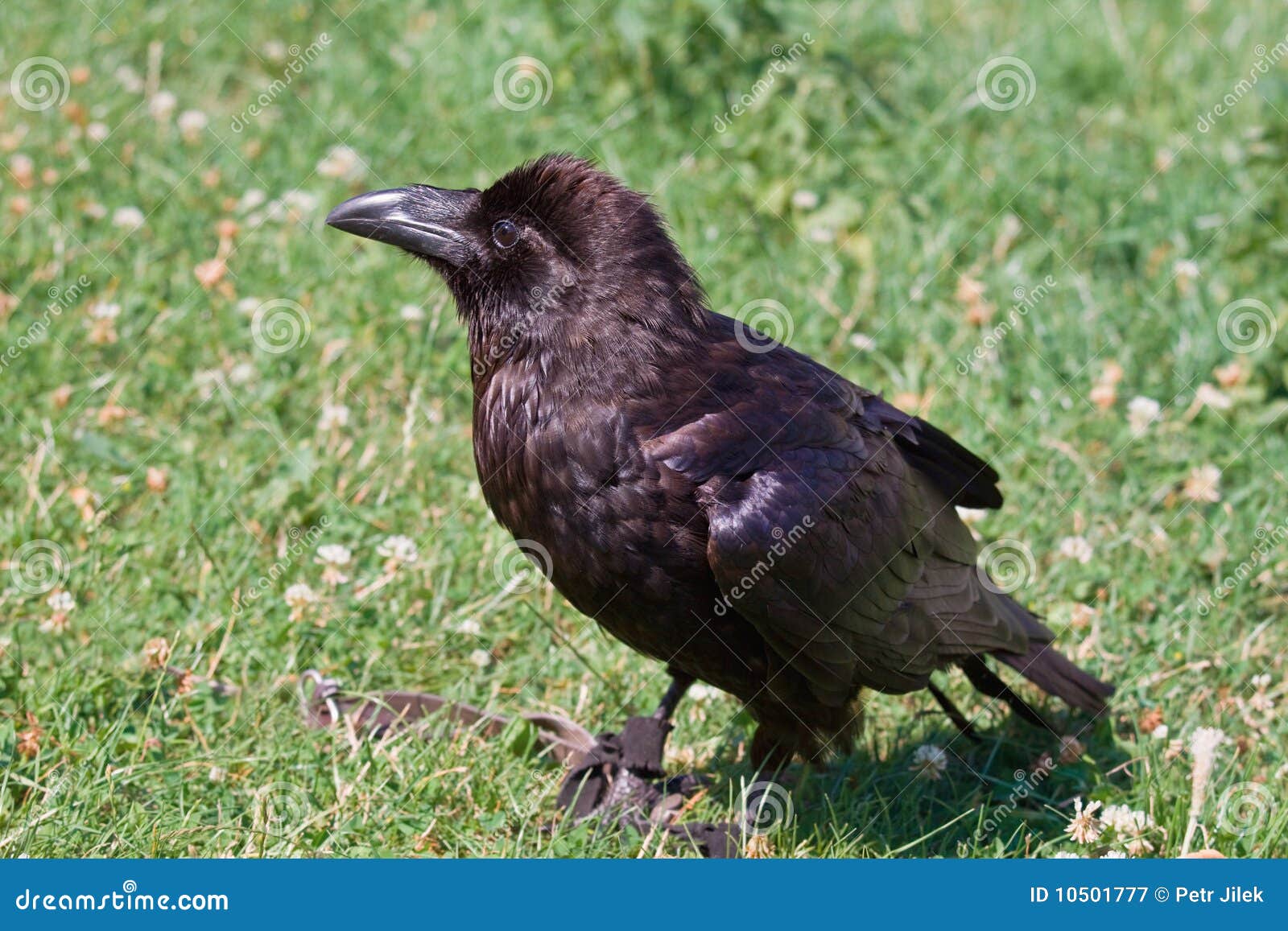 Portret van zwarte raaf stock afbeelding. Image of kraai - 10501777