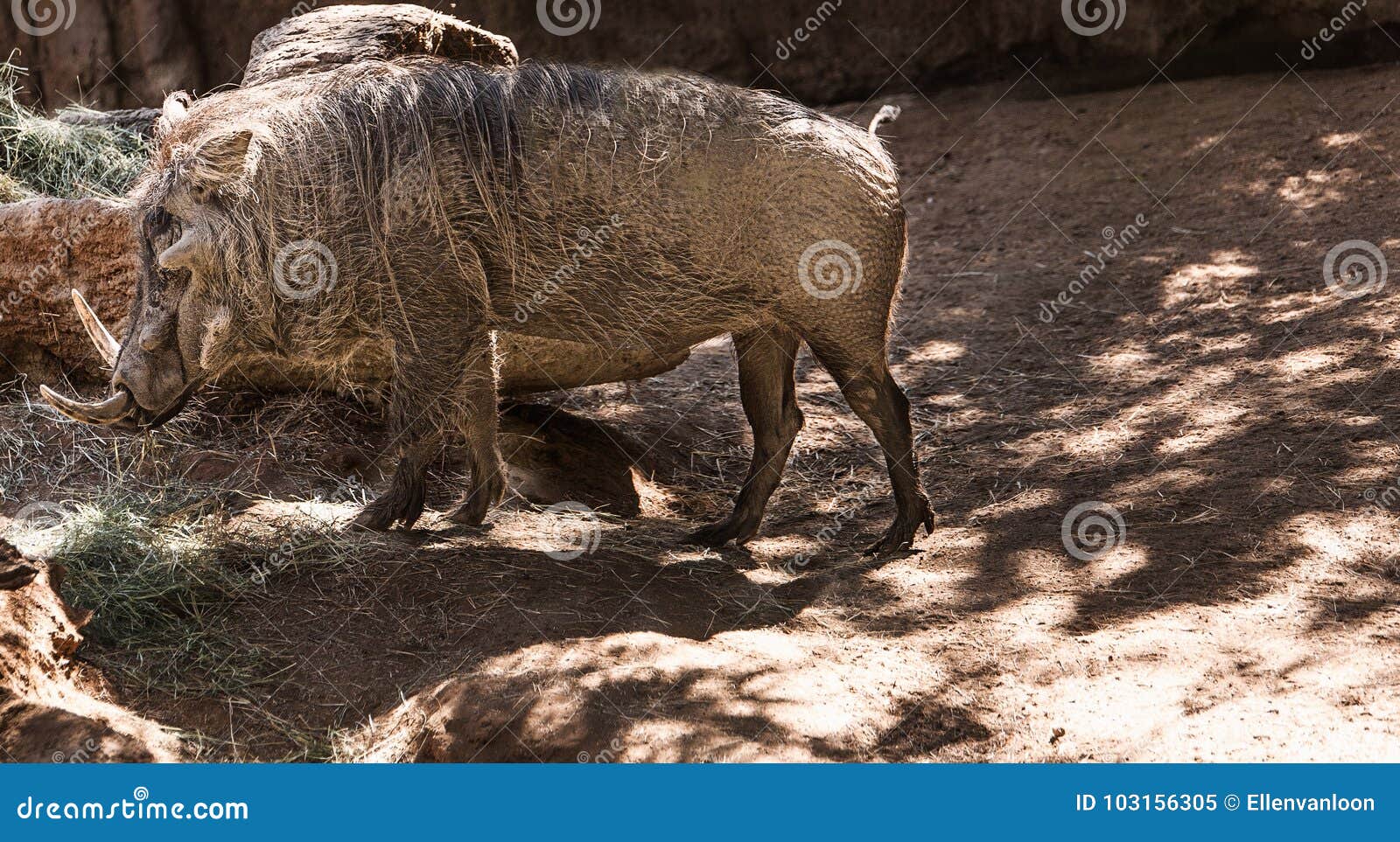 Wart hog stock image. Image of relax, horns, frightful - 103156305