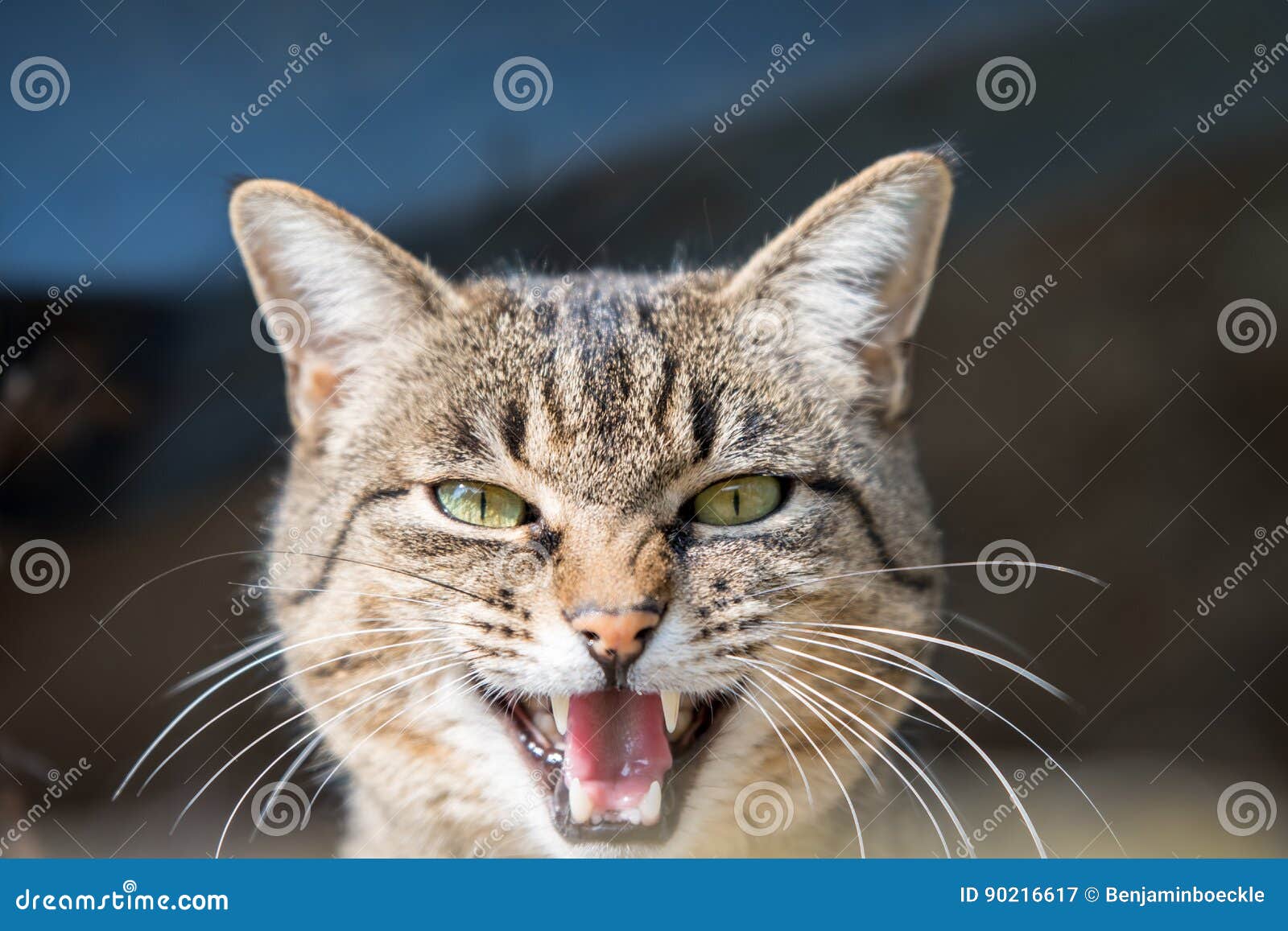 Portrettering Van Grijze Huiskat Stock Afbeelding - Image of geïsoleerd ...