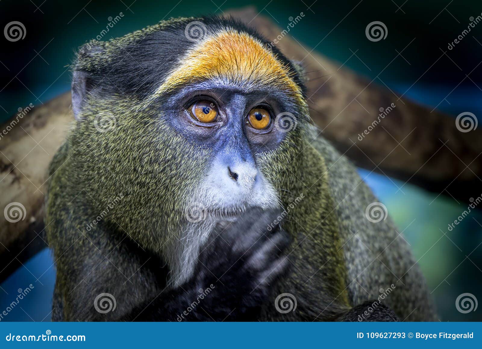 Portriat of a Golden Monkey of Rwanda Stock Image - Image of macro ...