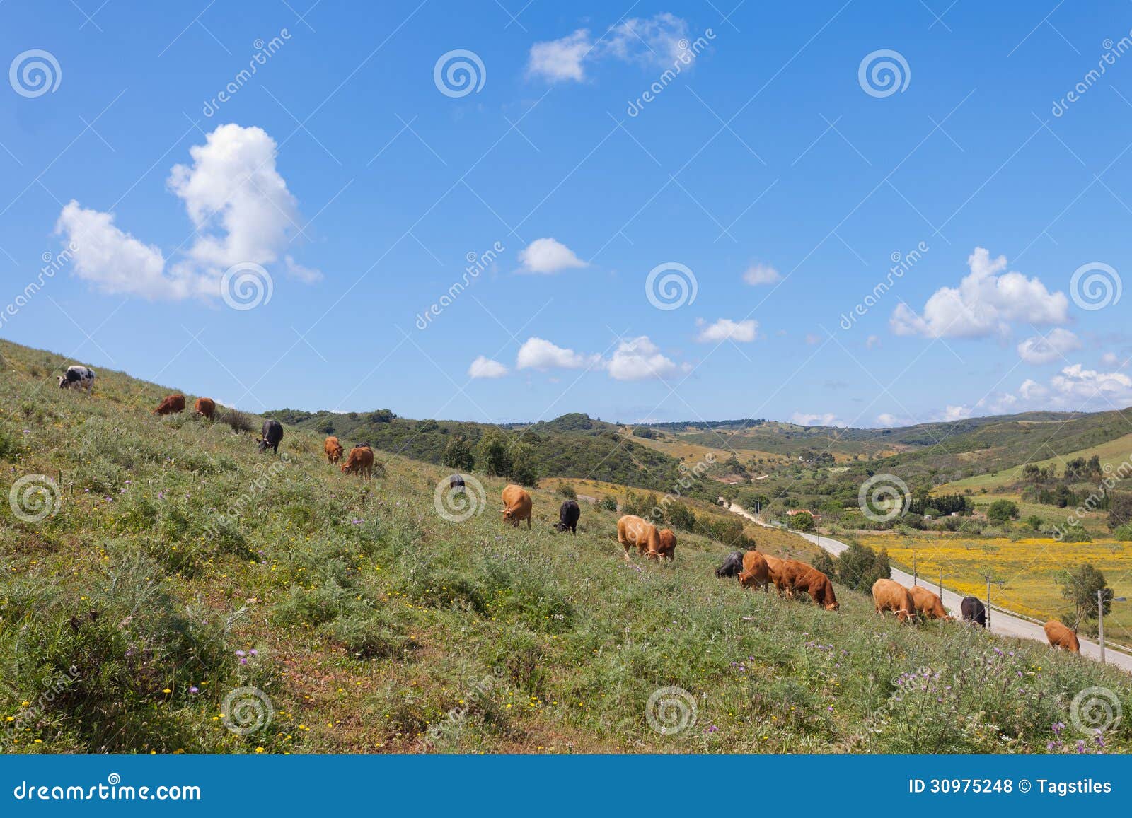 Portugal - Agriculture stock photo. Image of intact, postcard - 30975248
