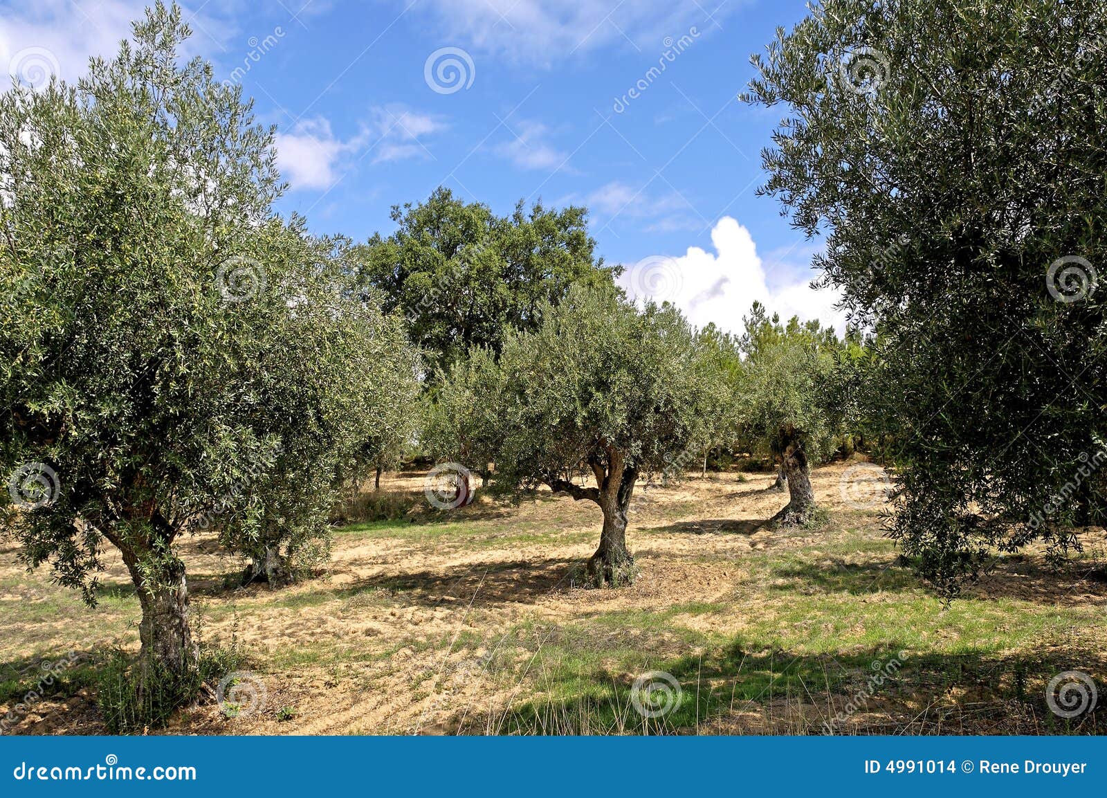 Portugal, Alentejo Region. Newly Harvested Cork Oak Tree. Quercus Suber ...