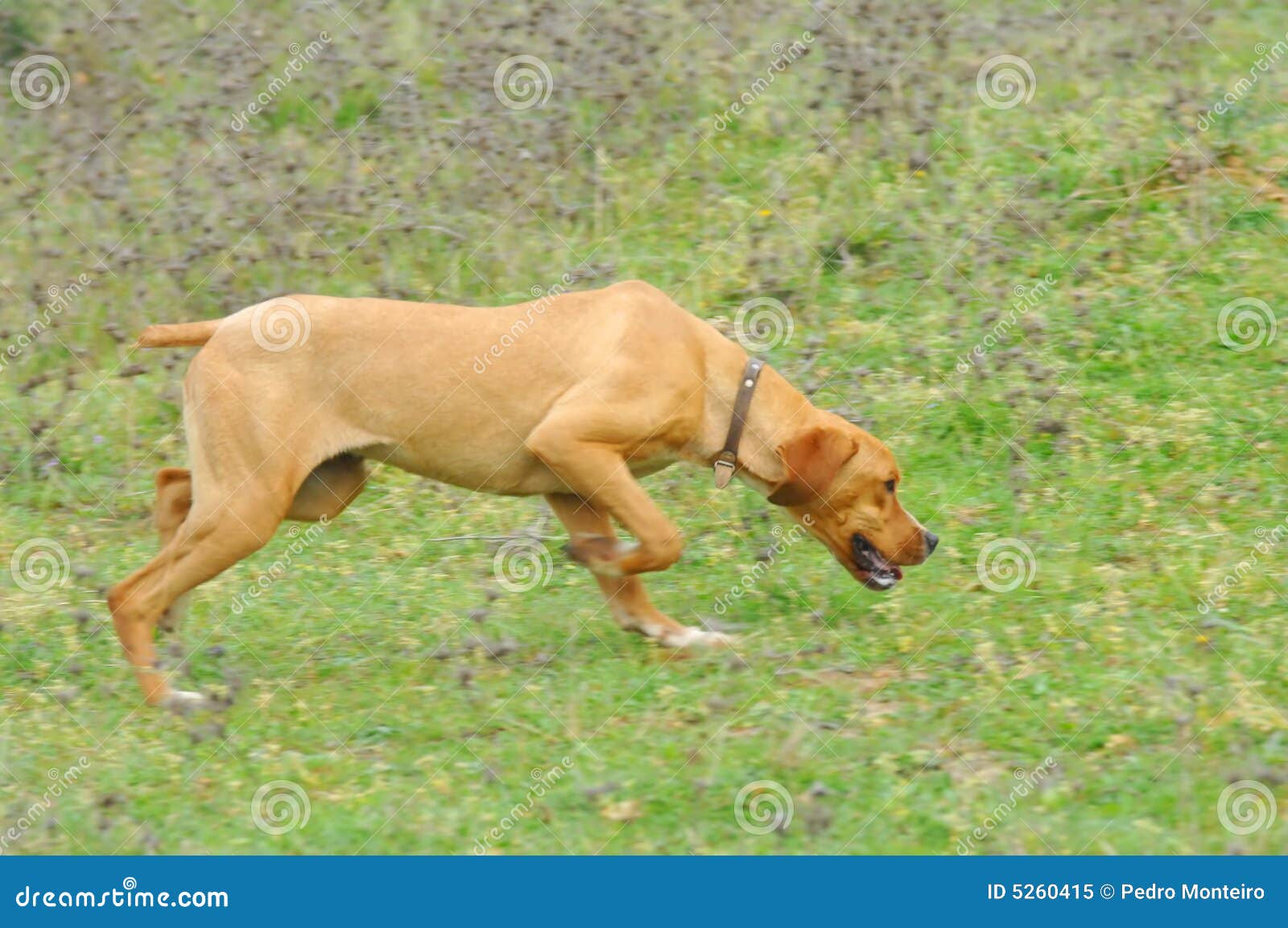 The portuguese Perdigueiro stock image. Image of outdoor - 5260415