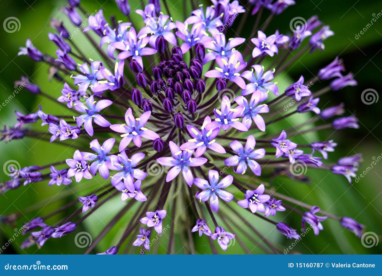 Two Mediterranean Sea Squill Drimia Maritima Bulbs In The Negev Desert ...