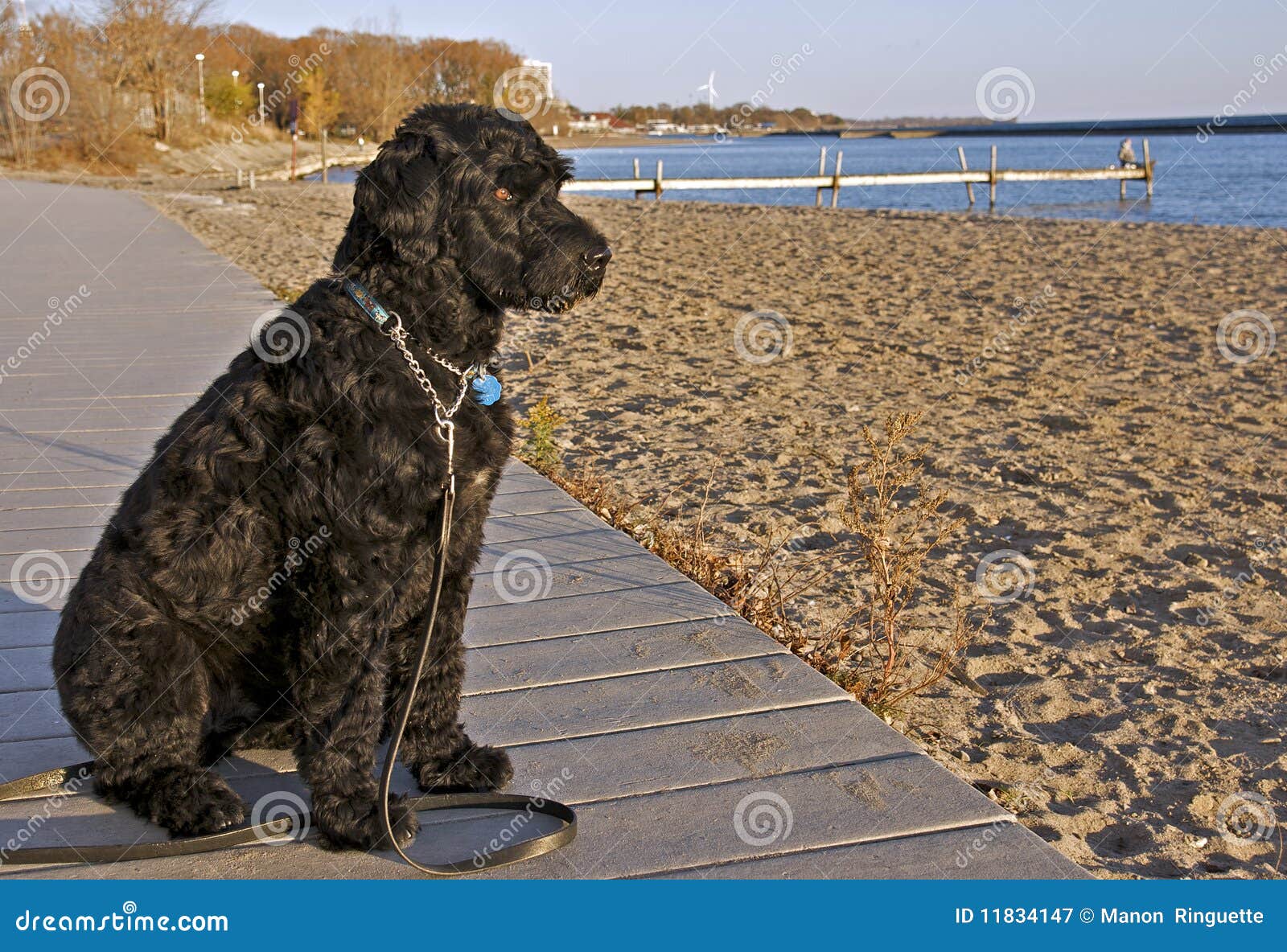 Portuguese Water Dog stock image. Image of sunlight, sitting - 11834147
