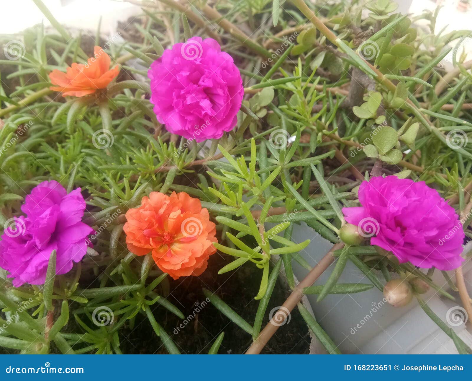 Portula Flower Blooming Also Called 9am Flower Stock Image - Image of ...