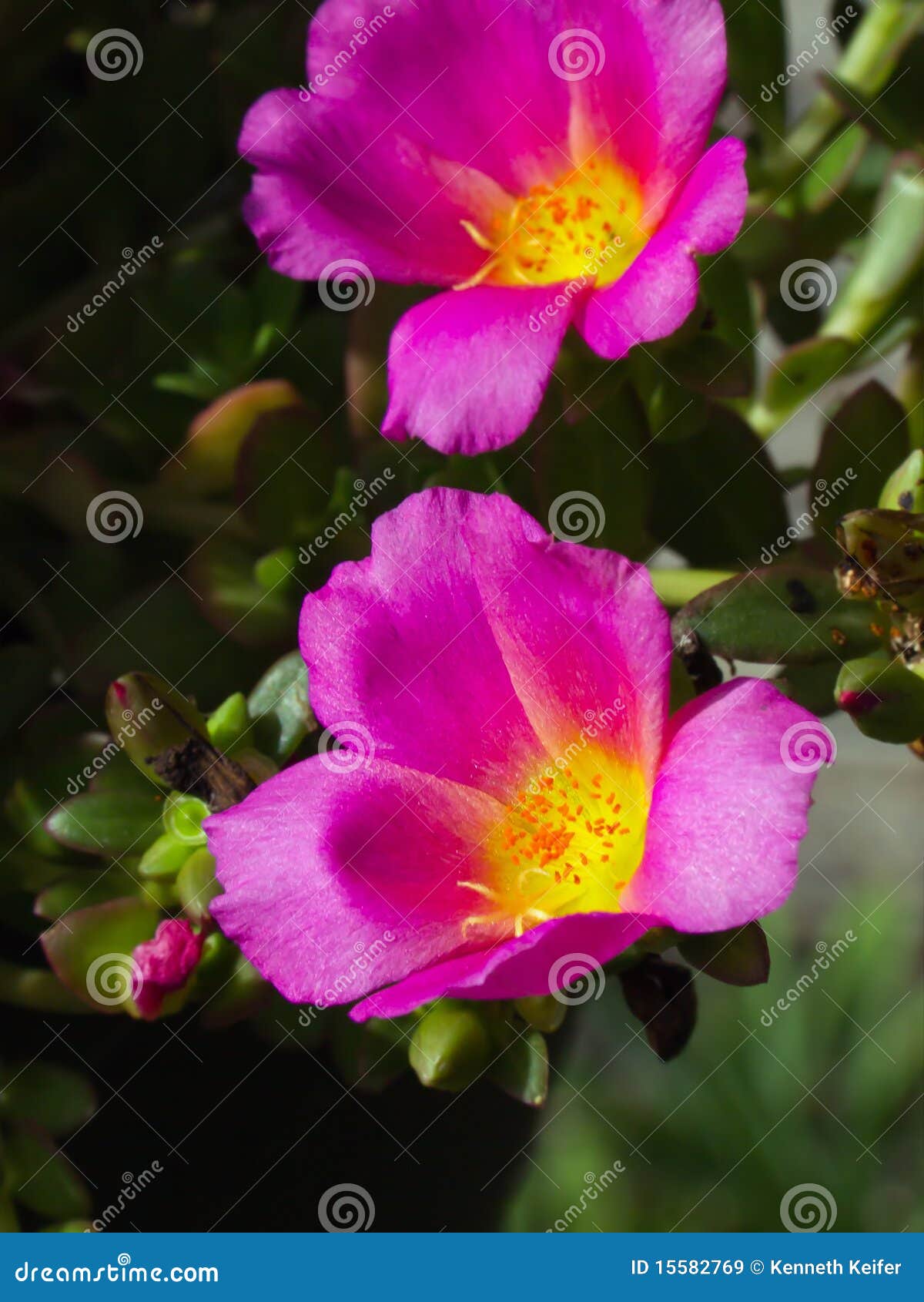 Portulaca Flowers stock image. Image of tolerant, macro - 15582769