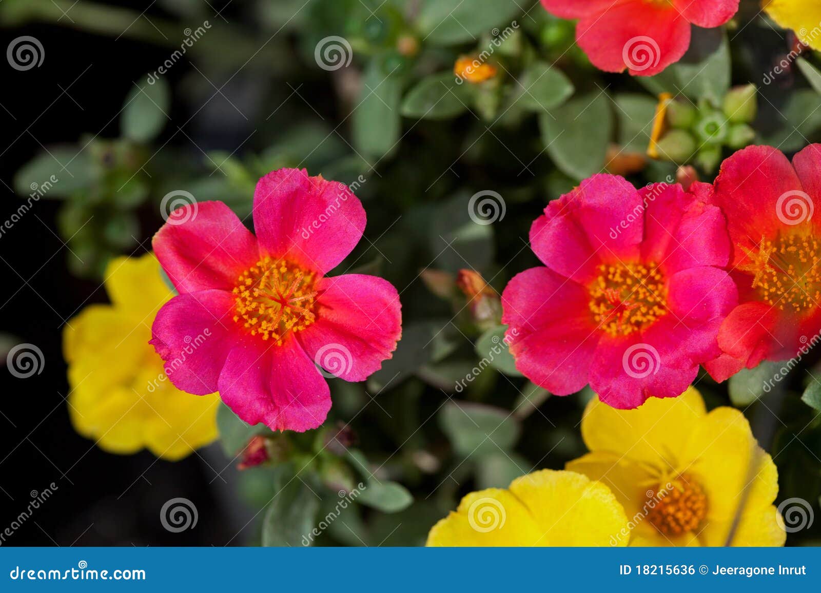 Portulaca Flowers stock photo. Image of macro, green - 18215636
