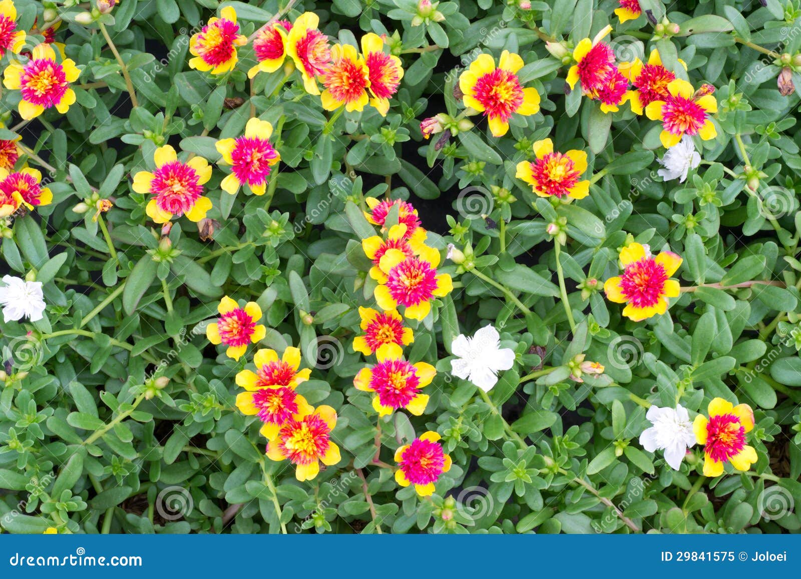 Portulaca flowers stock image. Image of macro, perennial - 29841575