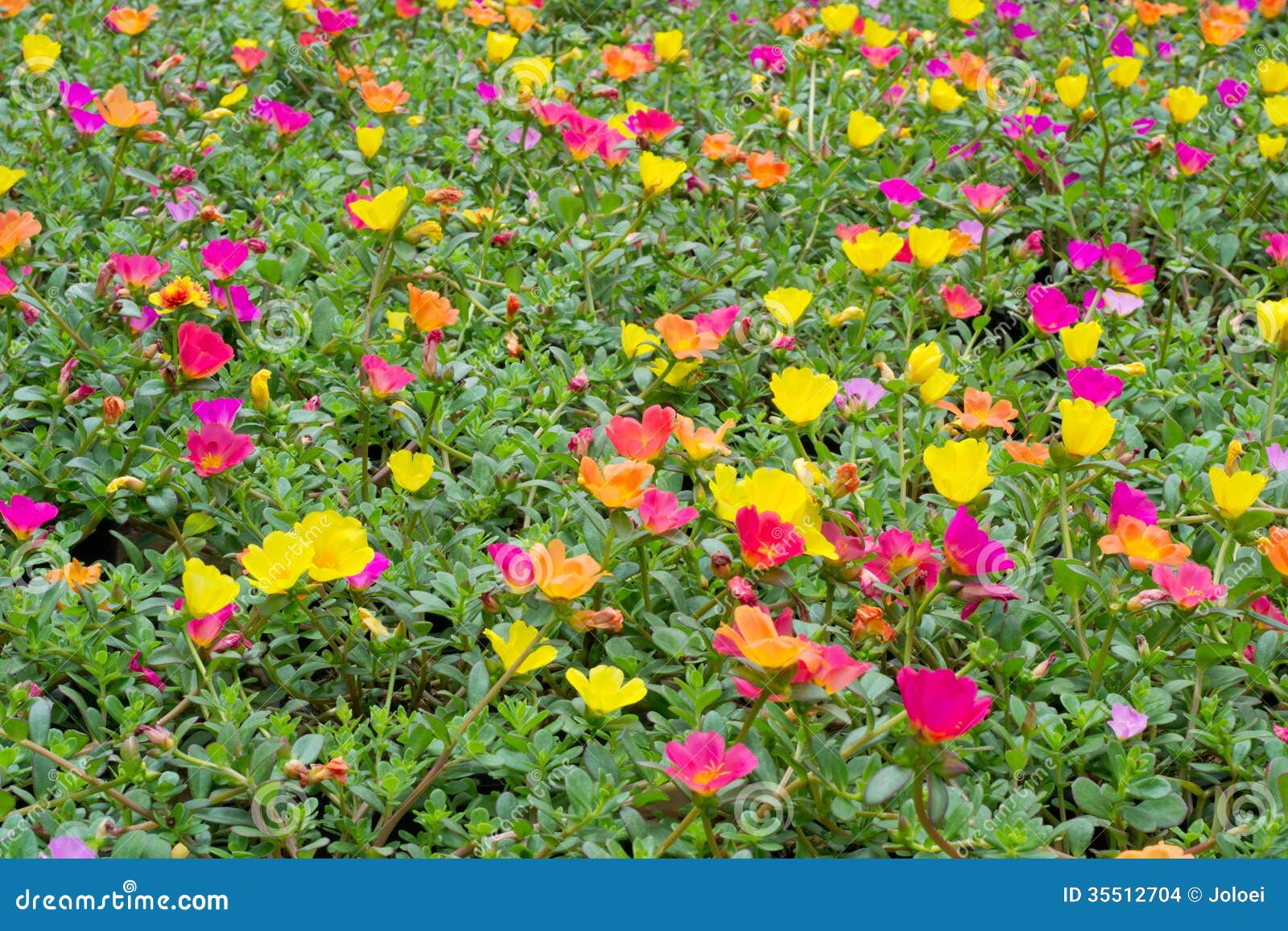 Portulaca flowers stock photo. Image of pink, asia, pistil - 35512704
