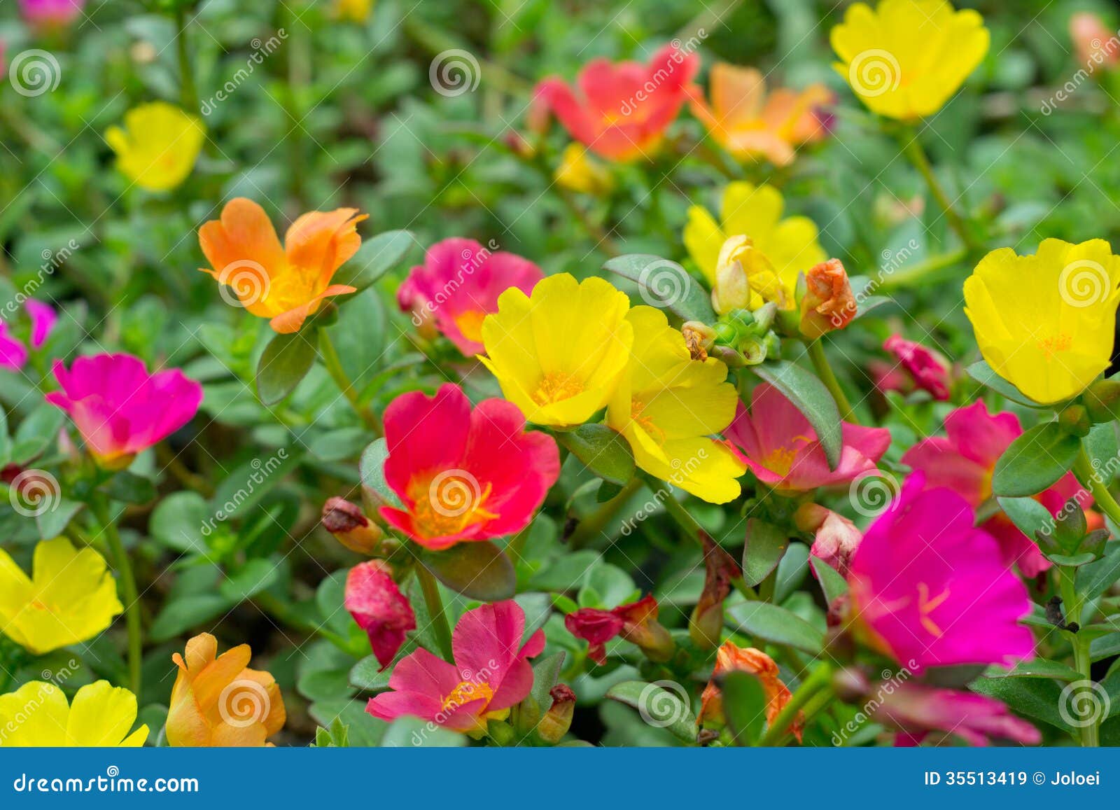 Portulaca flowers stock image. Image of floral, perennial - 35513419