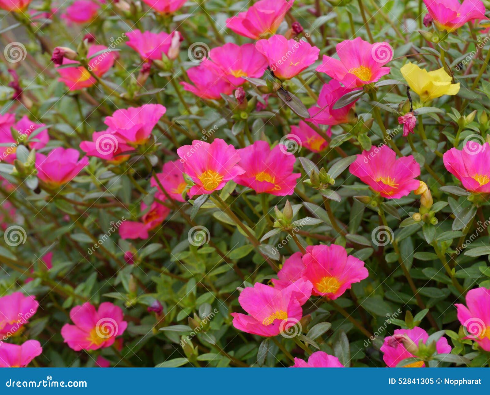 Portulaca flowers stock image. Image of nature, grow - 52841305