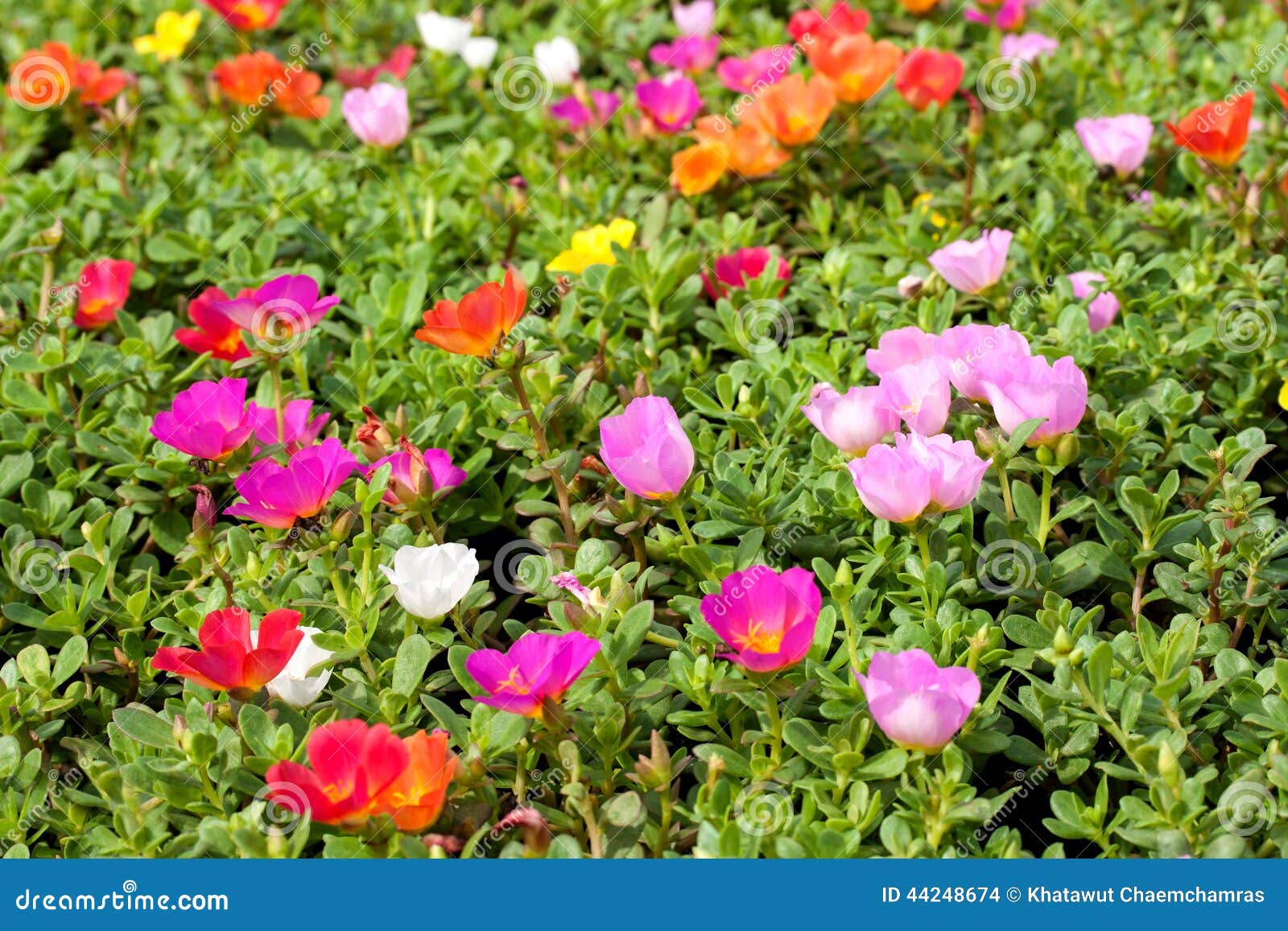 Portulaca flowers stock photo. Image of flora, floral - 44248674