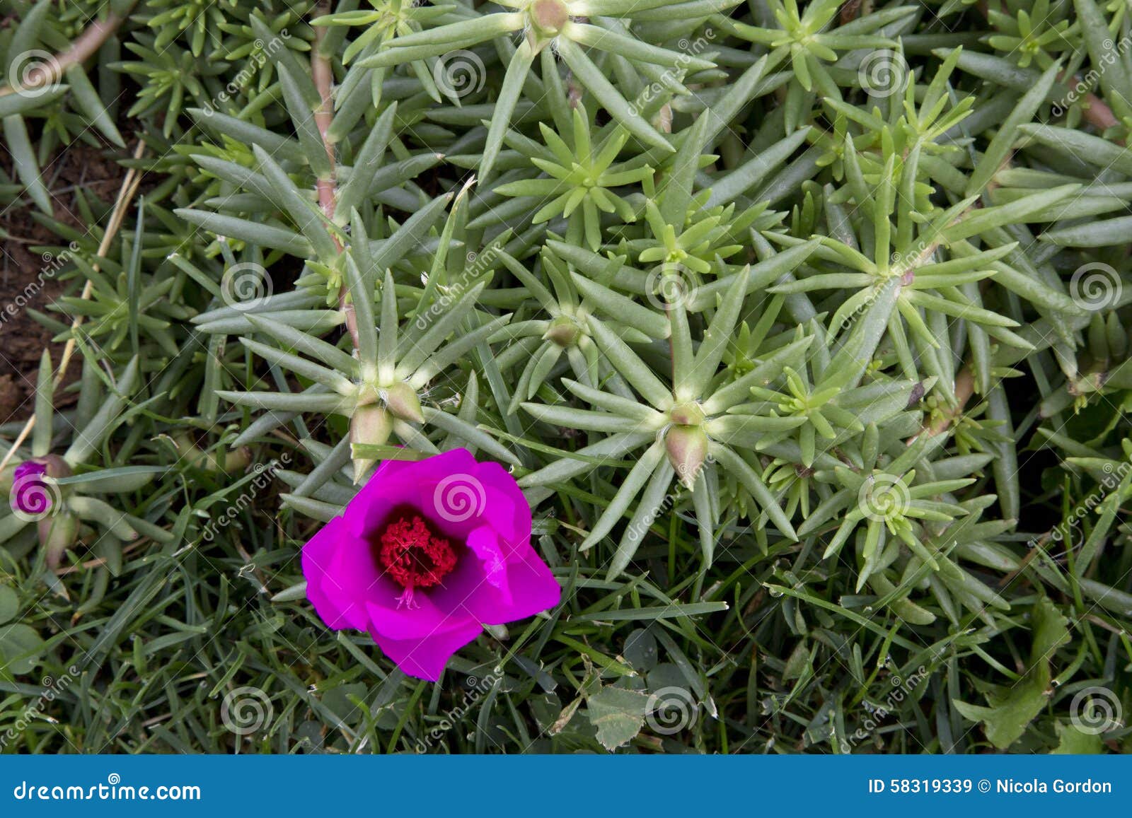 Portulaca - Samba Rose immagine stock. Immagine di erba - 58319339