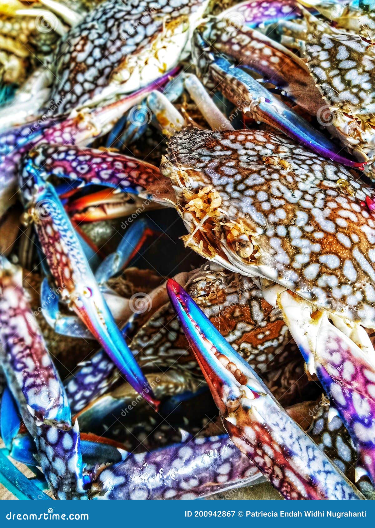 Portunus pelagicus imagem de stock. Imagem de roupa - 200942867