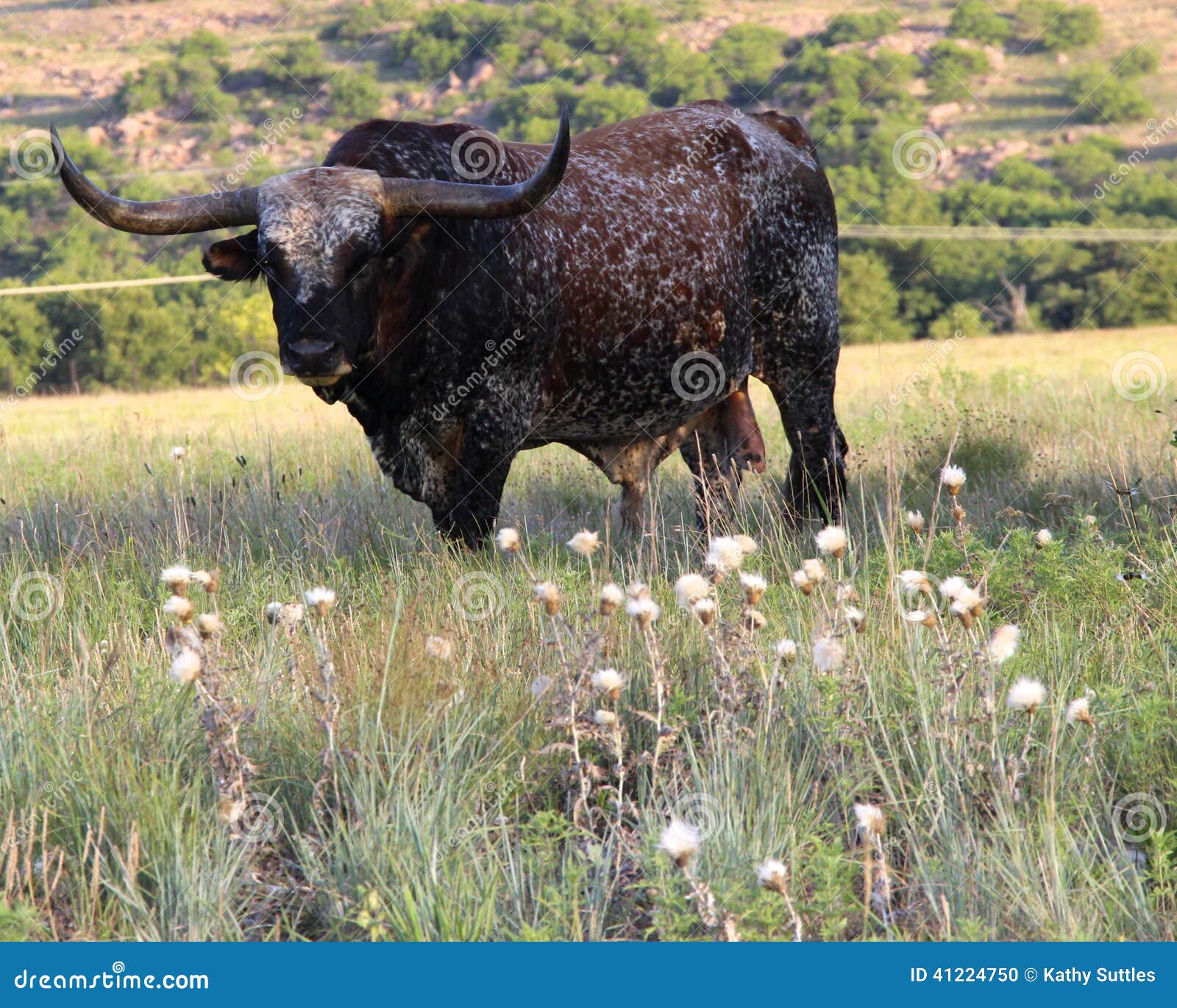 Posa Del Toro Della Mucca Texana Fotografia Stock - Immagine di forte ...