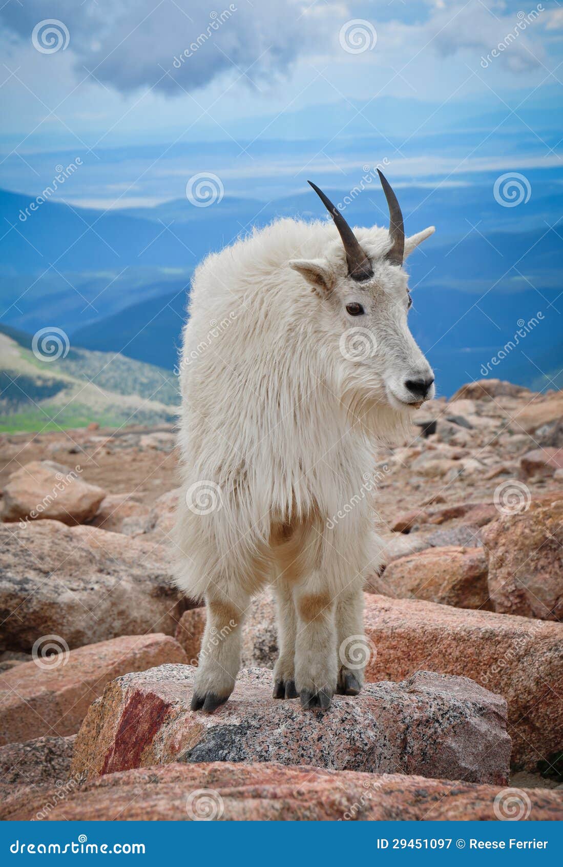 Posa Della Capra Di Montagna Immagine Stock - Immagine di capra, nave ...
