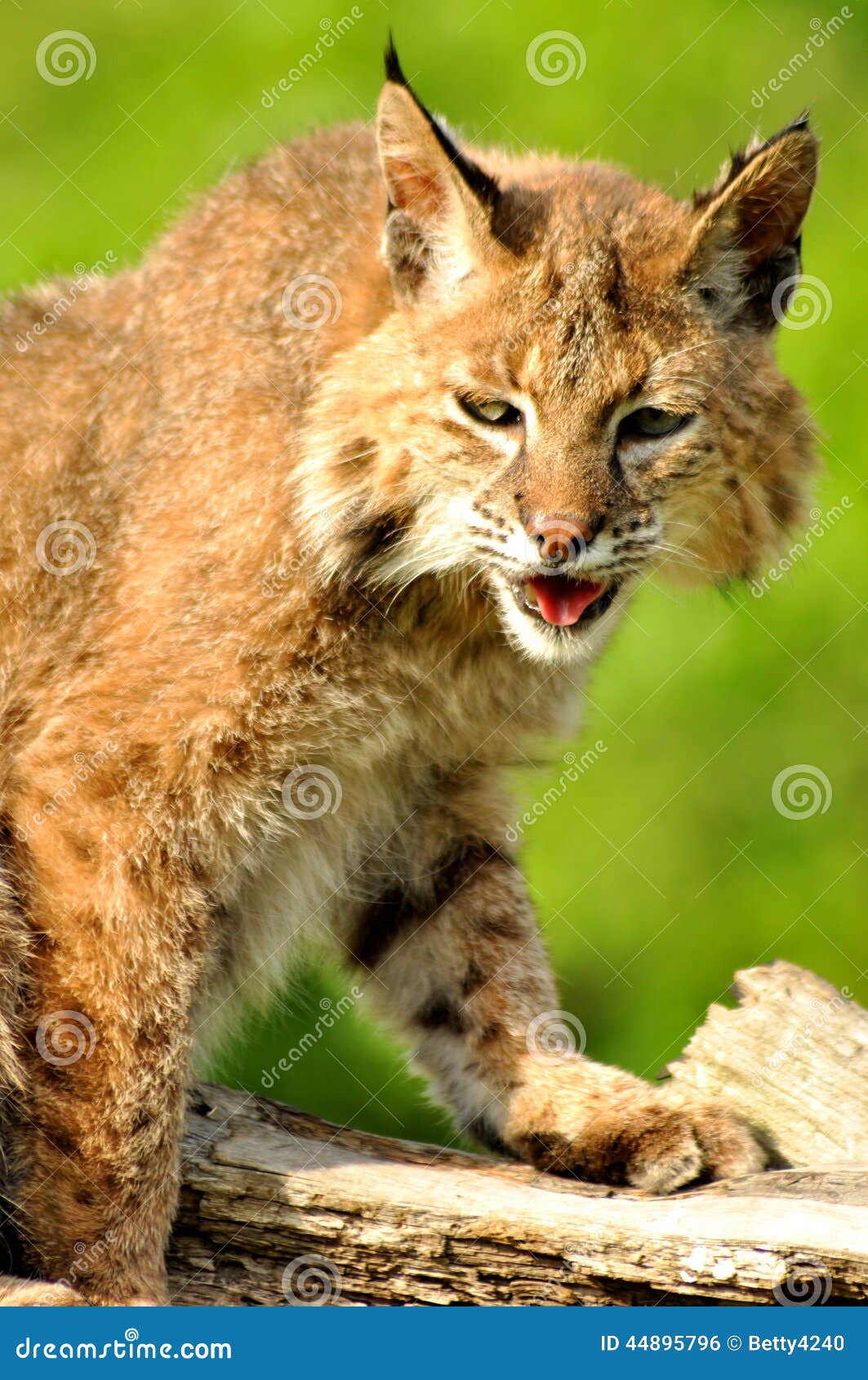 Pose Adulte Di Lynx Su Due Rocce Fotografia Stock - Immagine di ...