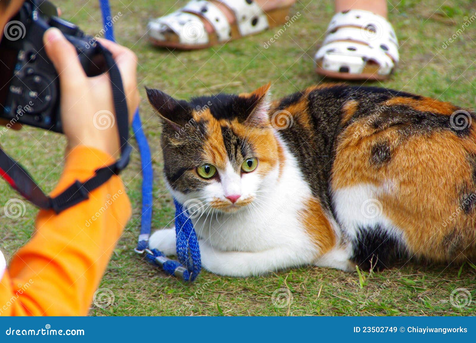 Pose of the cat stock image. Image of prone, focused - 23502749