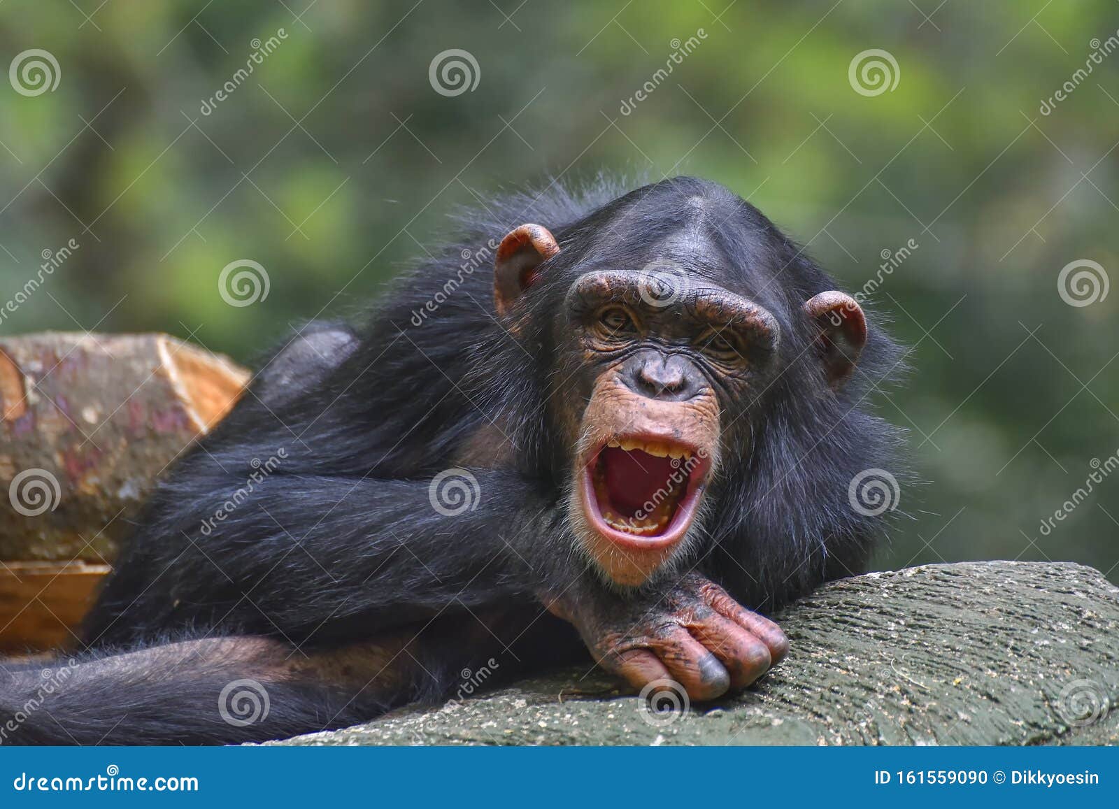 A pose of chimpanze stock photo. Image of square, nature - 161559090