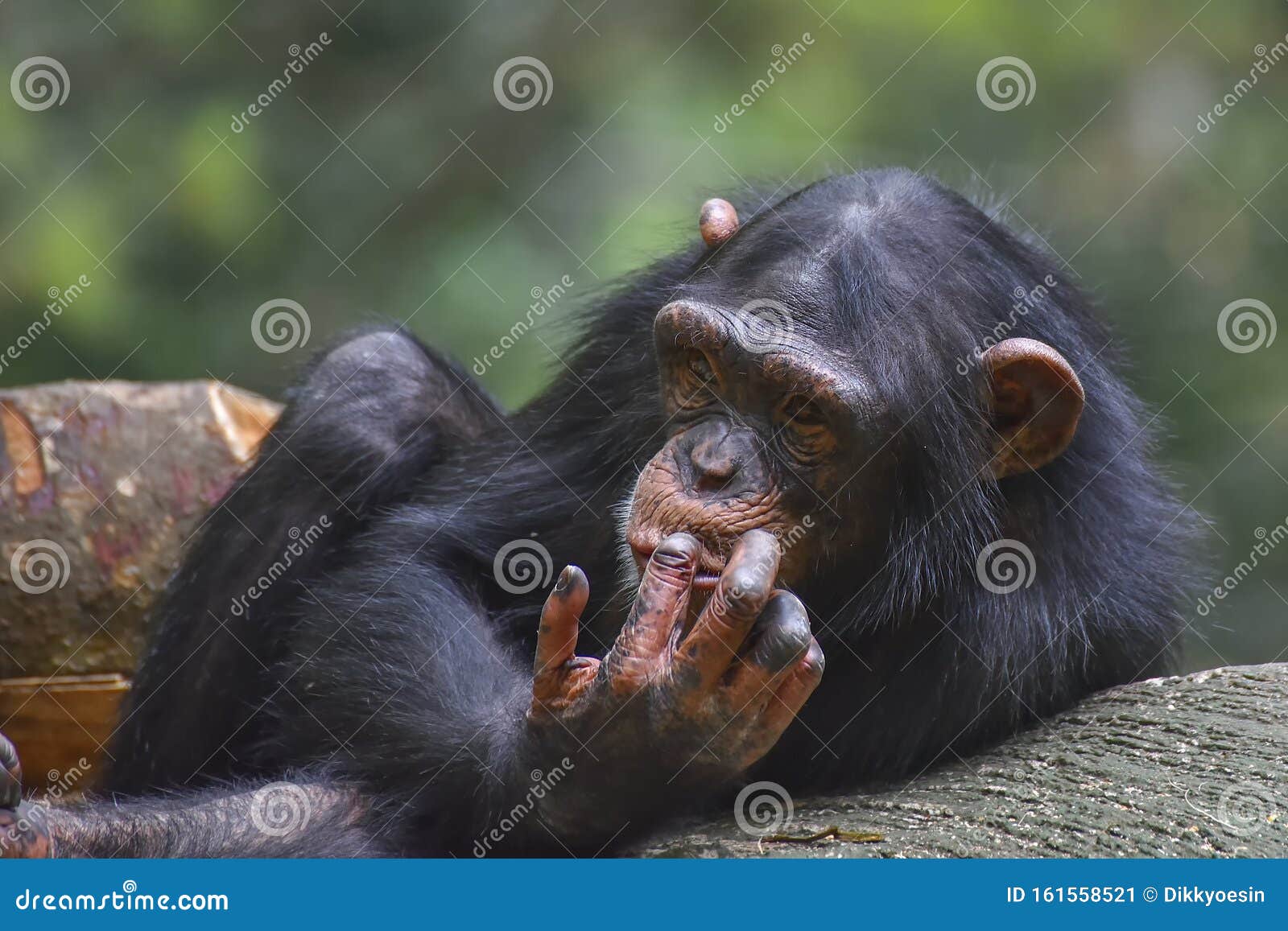 A pose of chimpanzee stock image. Image of cute, biology - 161558521