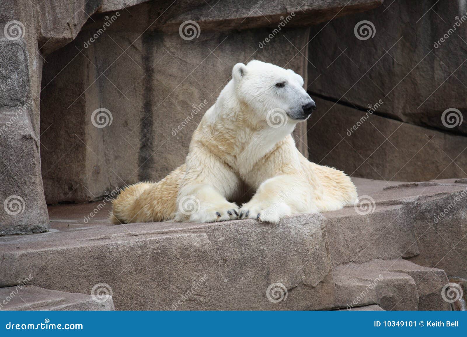 Pose D'ours Vers Le Bas Polaire Image stock - Image du dangereux, nord ...