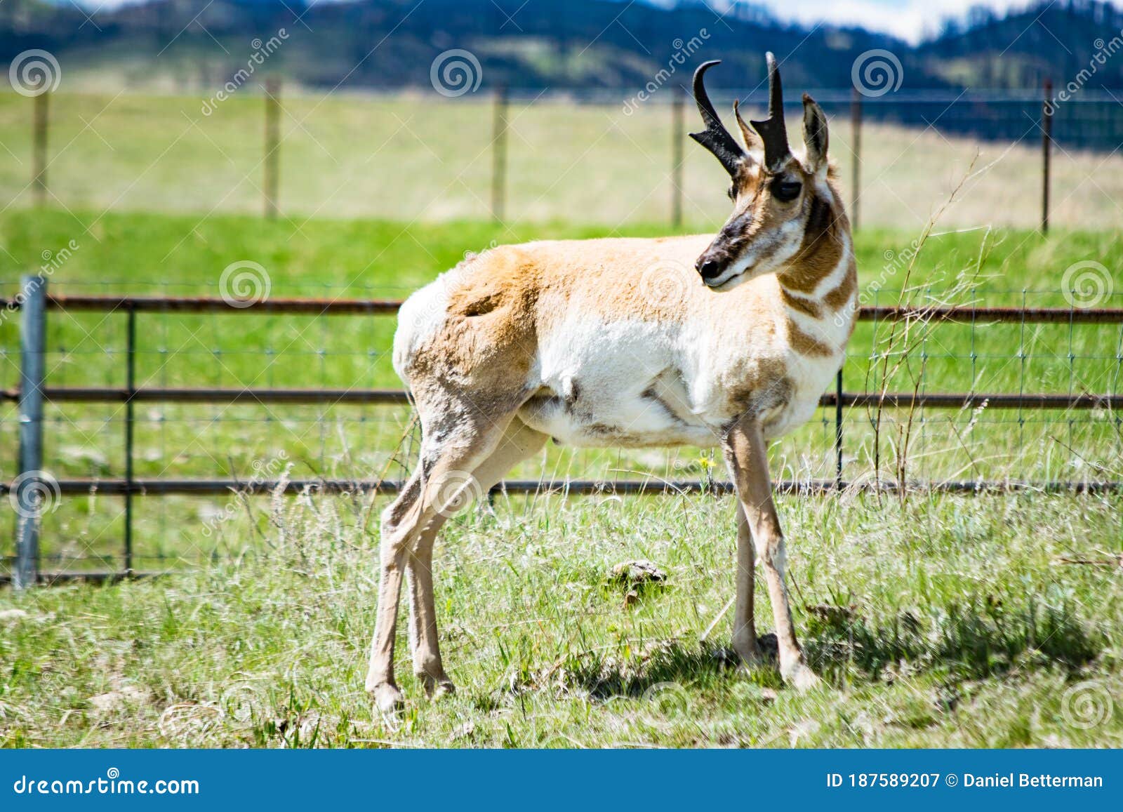 Pose De L'antilope De Pronghorn Image stock - Image du mammifère, faune ...