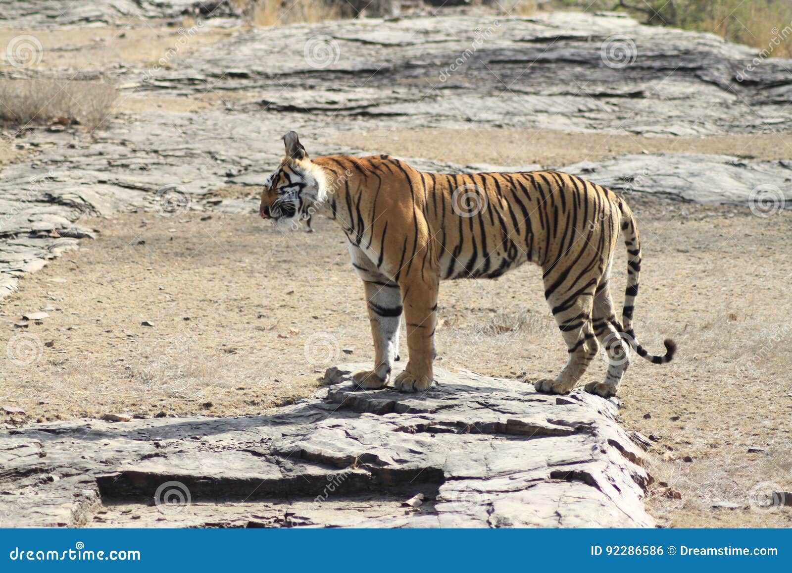 Pose de position de tigre photo stock. Image du tigre - 92286586
