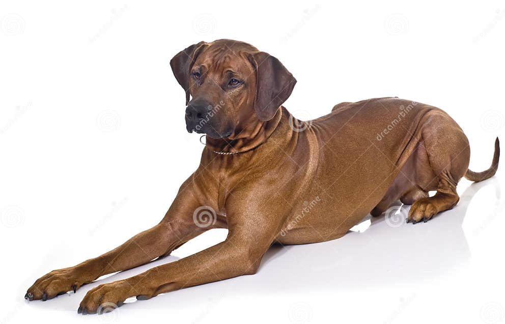Pose De Rhodesian Ridgeback Photo stock - Image of race, royal: 7000342