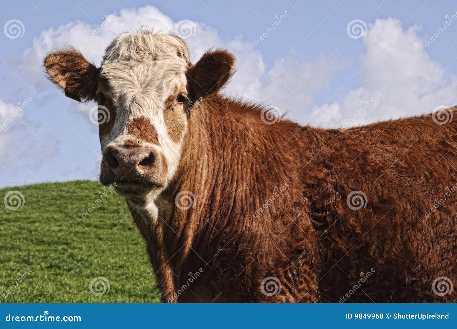 Pose de taureau de vache photo stock. Image du vache, pâturage - 9849968