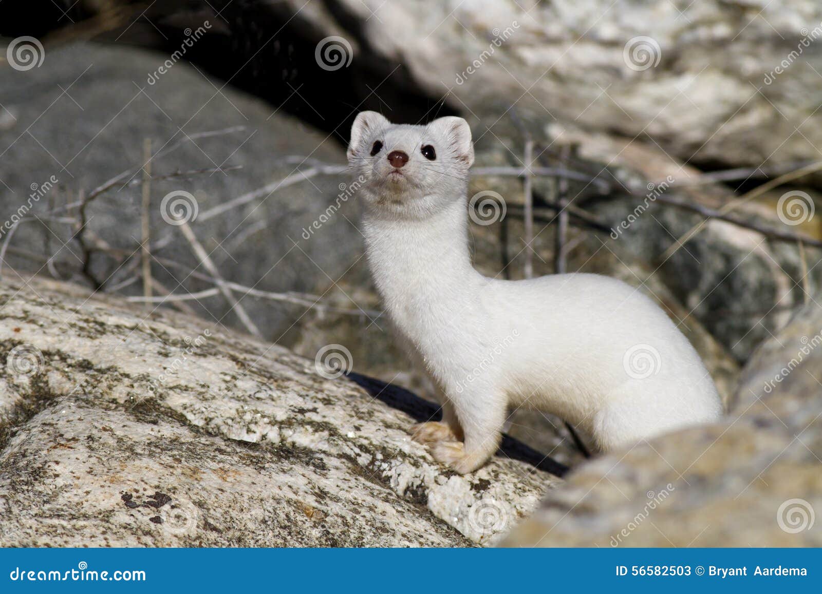 The Pose stock image. Image of predator, winter, utah - 56582503
