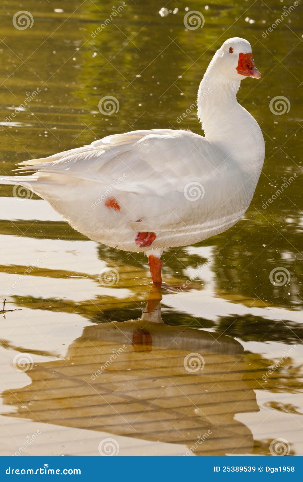 Pose of a female goose stock image. Image of pond, female - 25389539
