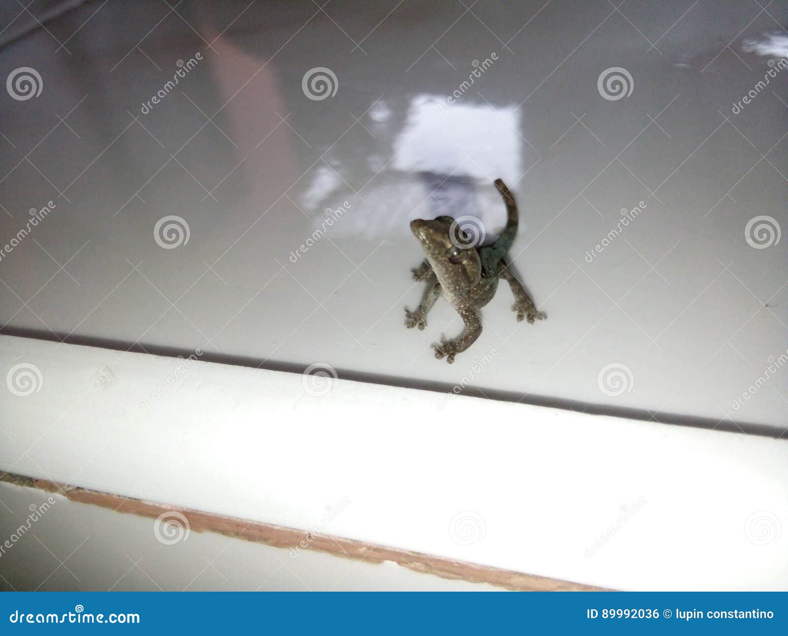 Pose stock photo. Image of animal, lizards, poser, pose - 89992036