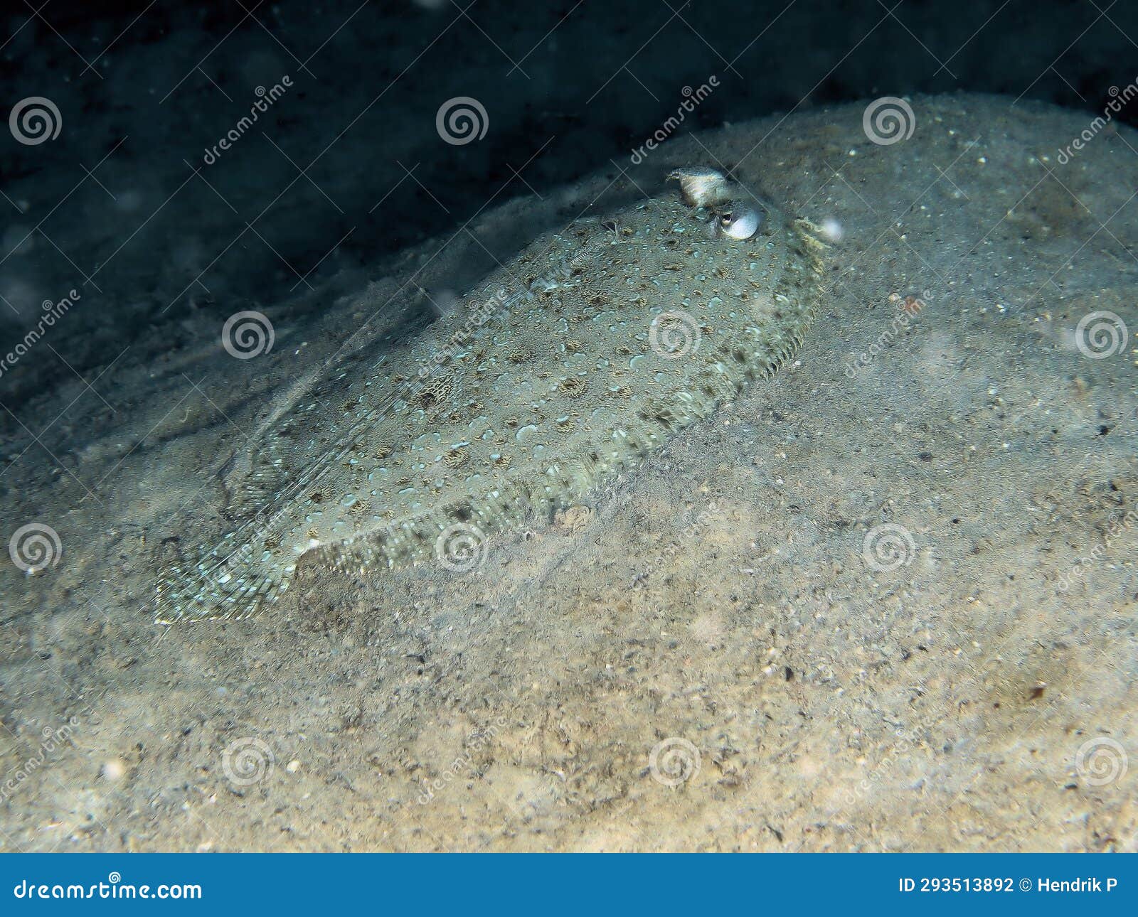 Pose Second Beautiful Flat Fish in the Darkness Stock Photo - Image of ...