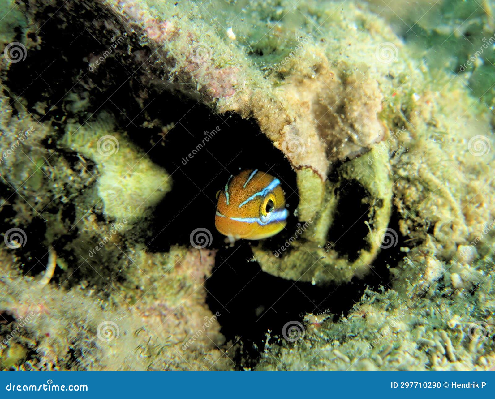 Pose Thirth Beutiful Goby on Hole Stock Photo - Image of difficult ...