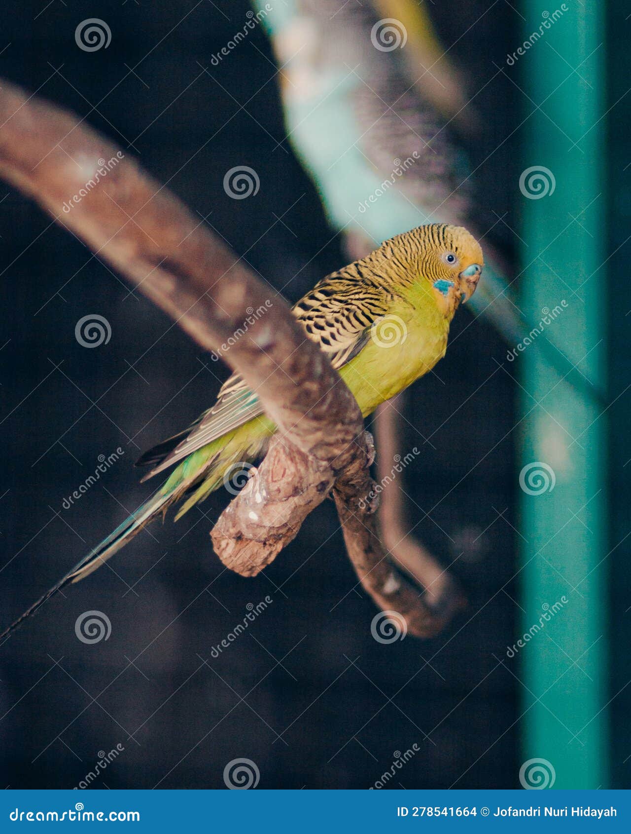 Posed Parakeets and Roosts on Tree Branches in Cages Stock Photo - Image of birds, bird: 278541664