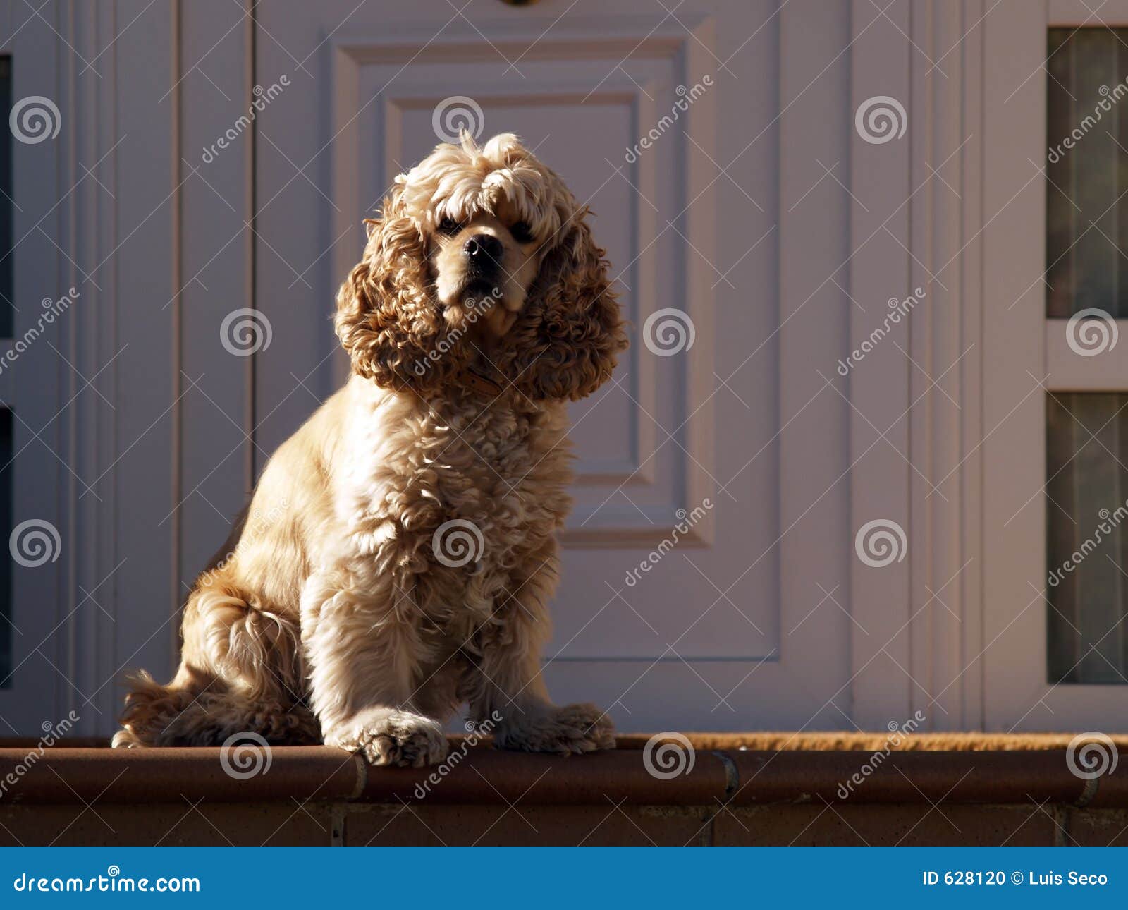 Posh dog stock photo. Image of field, closeup, breed, long - 628120