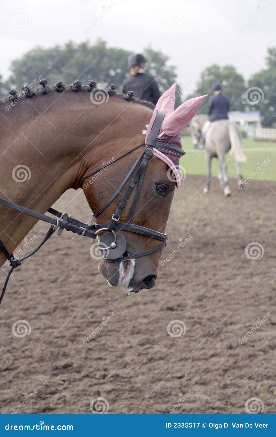 Posh horse stock image. Image of brown, sand, people, protection - 2335517
