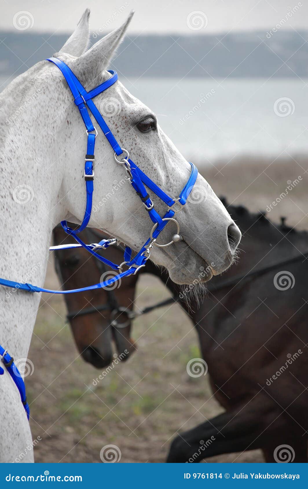 Posh white horse stock photo. Image of mammal, head, grey - 9761814