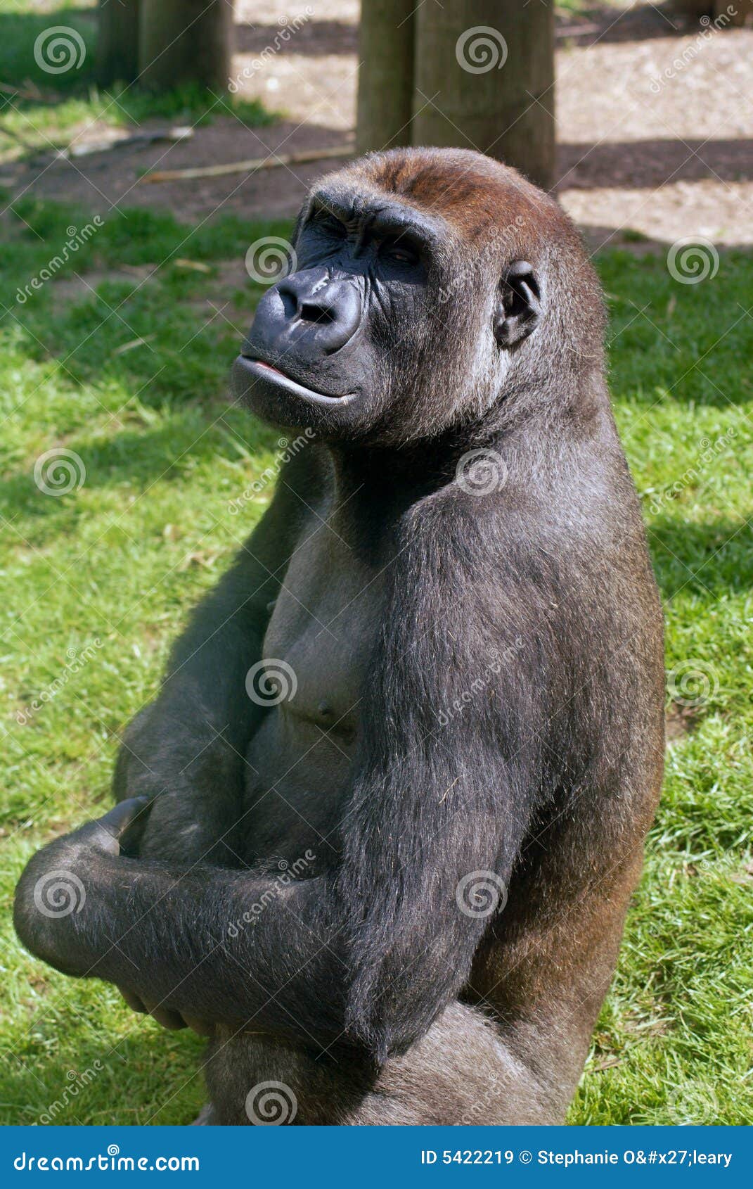 Posing Ape stock image. Image of power, male, endangered - 5422219
