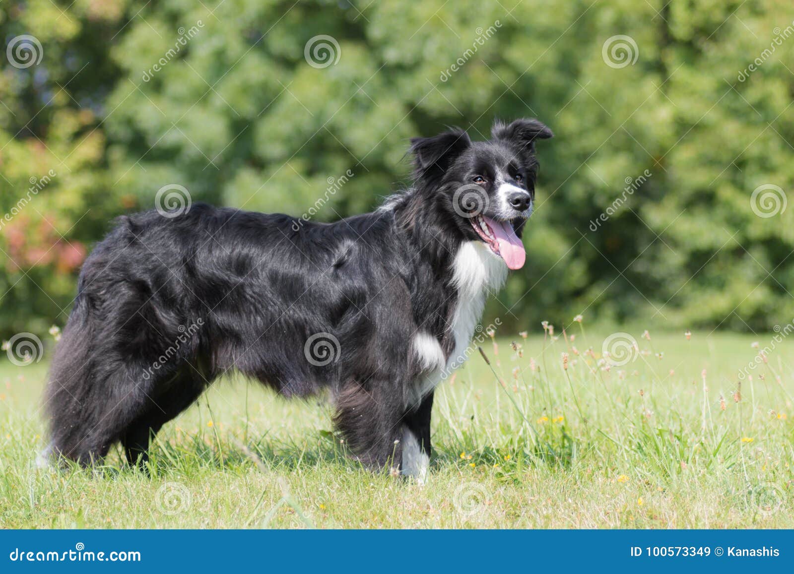 Posing border collie stock image. Image of happy, canine - 100573349