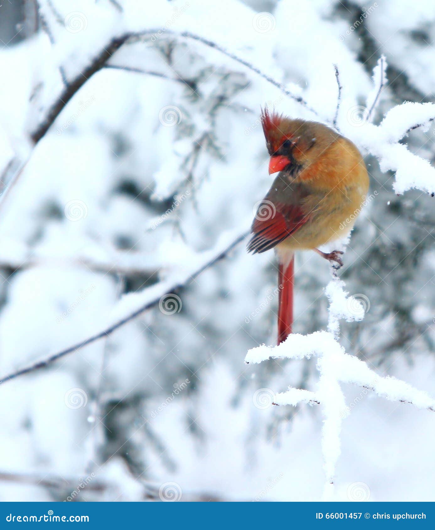 Posing cardinal stock image. Image of pretty, tree, nature - 66001457
