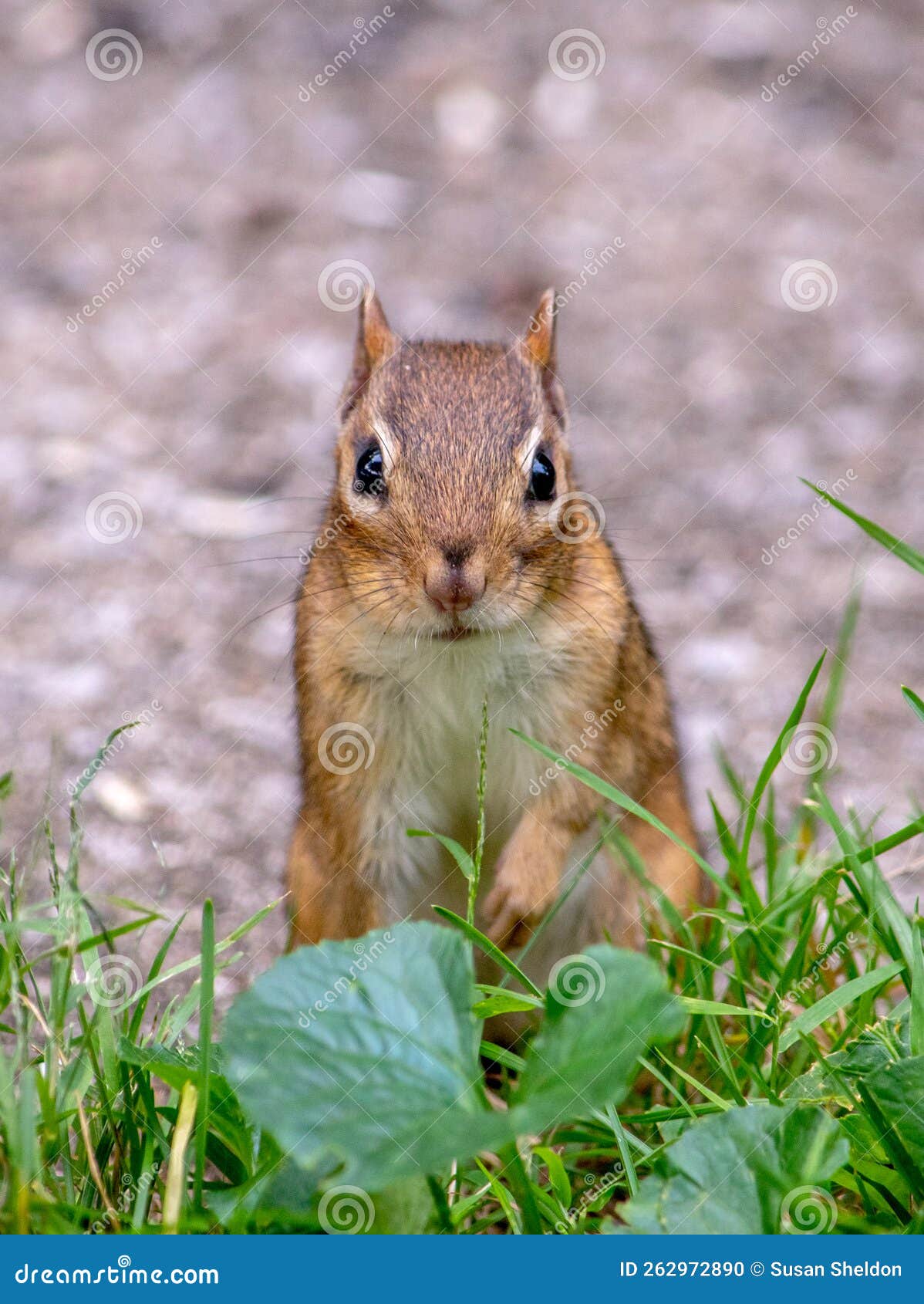 Posing Chipmunk in the Grass Stock Photo - Image of daylight, natural ...