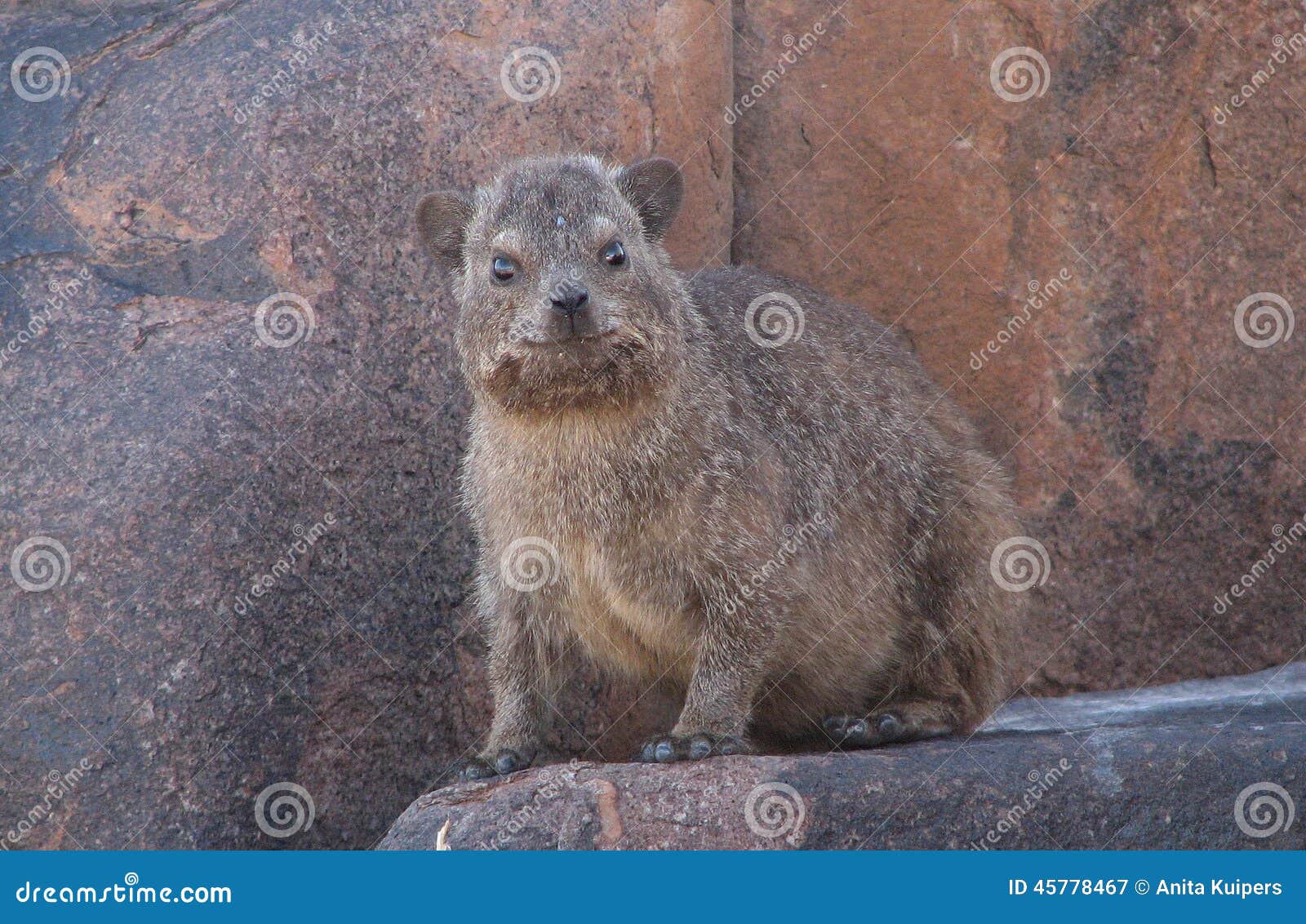 Posing Dassie stock image. Image of animal, safari, dassie - 45778467